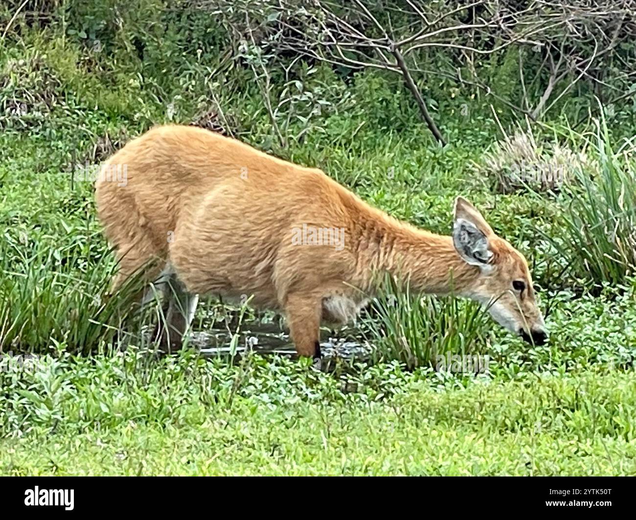 Marsh Deer (Blastocerus dichotomus Stock Photo - Alamy