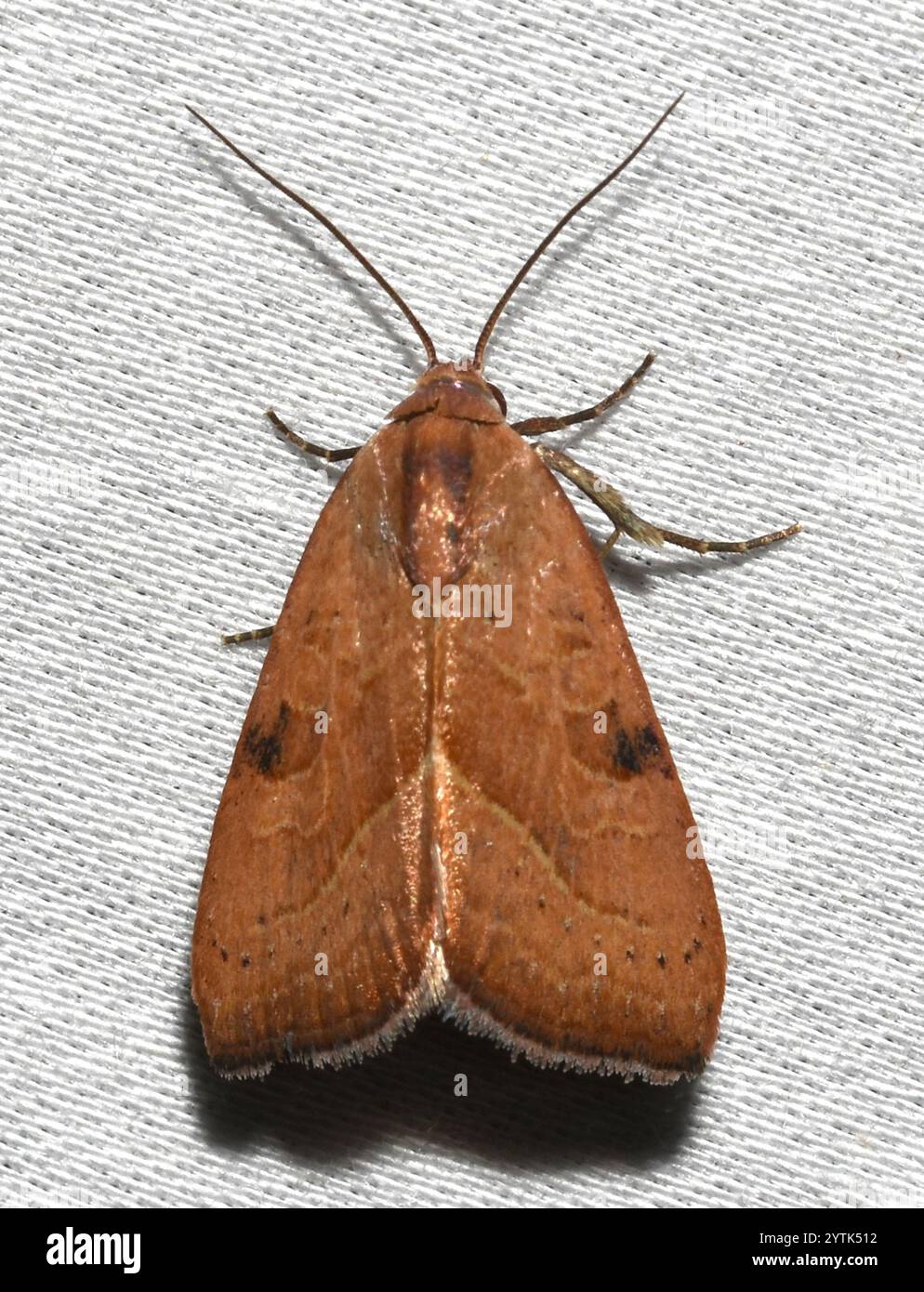 Wedgling Moth (Galgula partita Stock Photo - Alamy