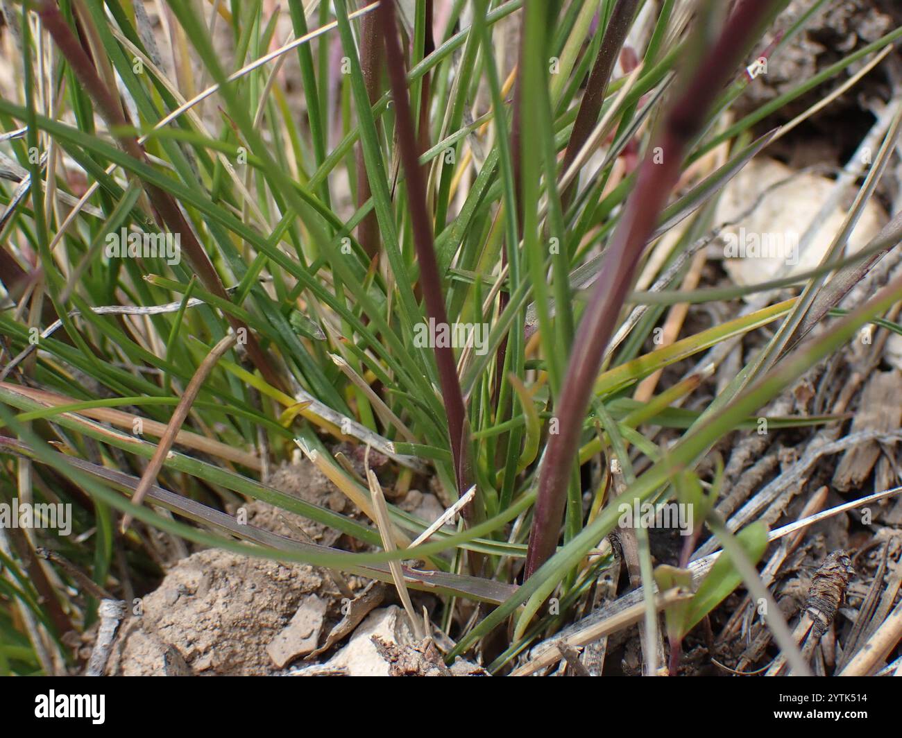 red fescue (Festuca rubra Stock Photo - Alamy