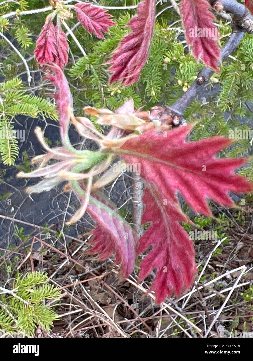 northern red oak (Quercus rubra Stock Photo - Alamy