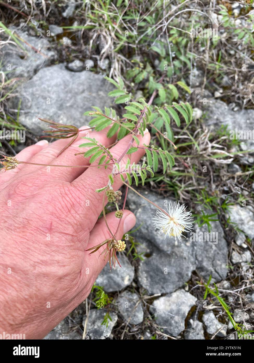 Velvet Bundleflower (Desmanthus velutinus Stock Photo - Alamy