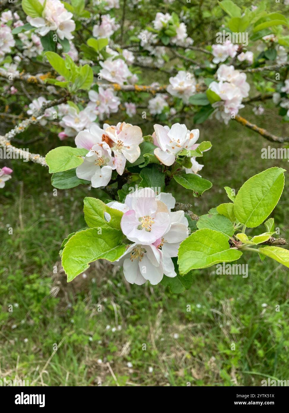 European Wild Apple (Malus sylvestris Stock Photo - Alamy