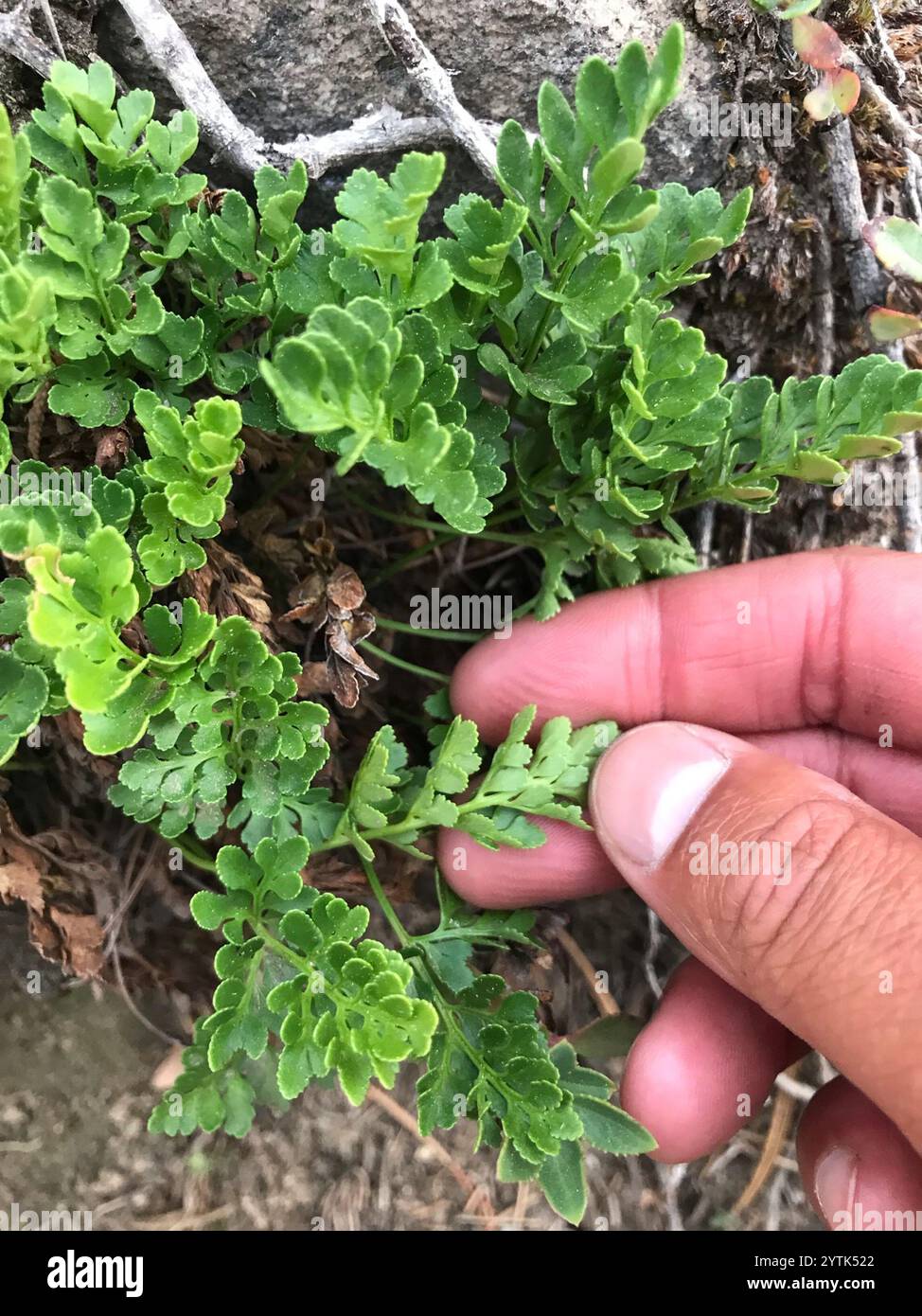 American parsley fern (Cryptogramma acrostichoides Stock Photo - Alamy