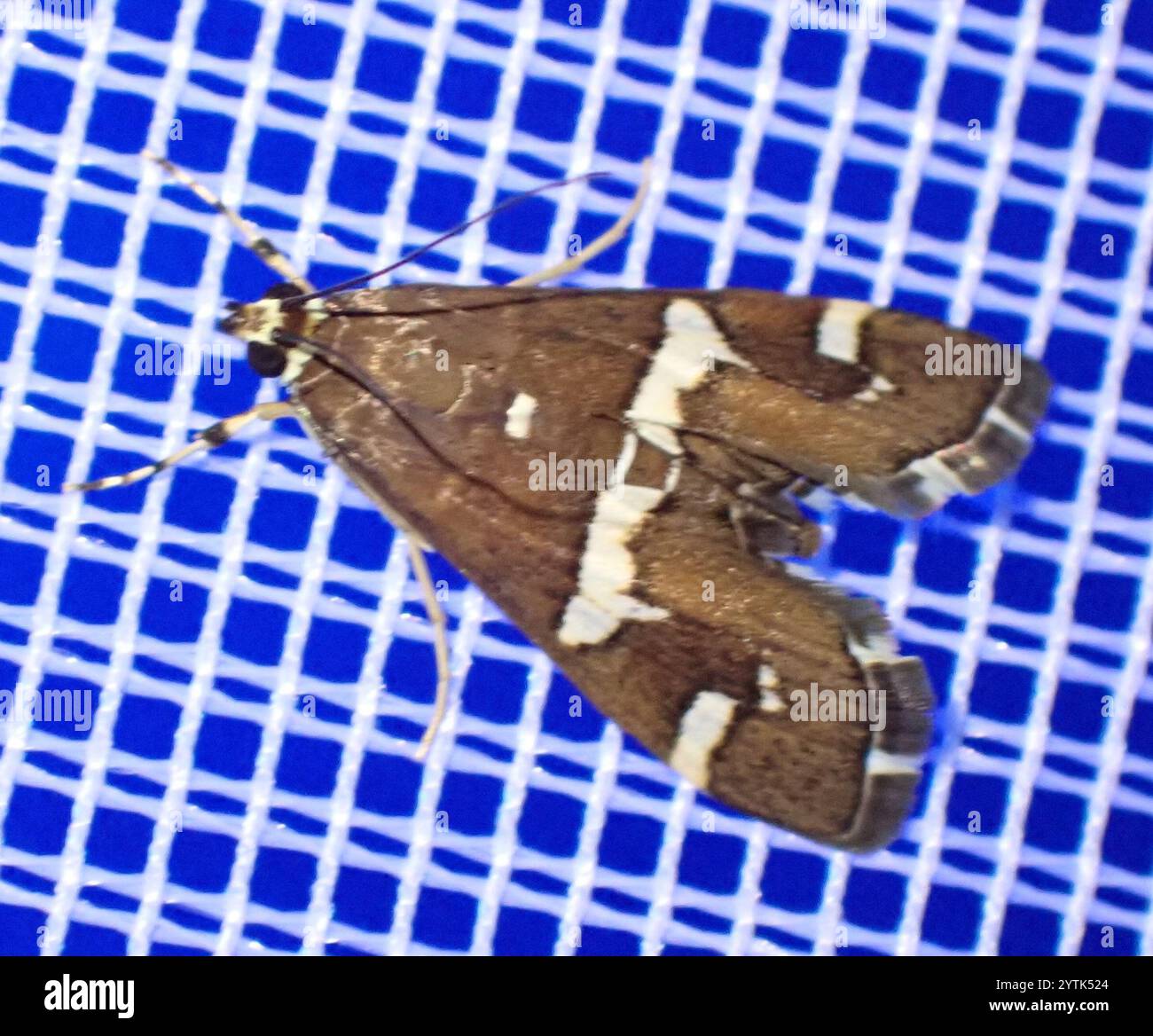 Hawaiian beet webworm moth hi-res stock photography and images - Alamy