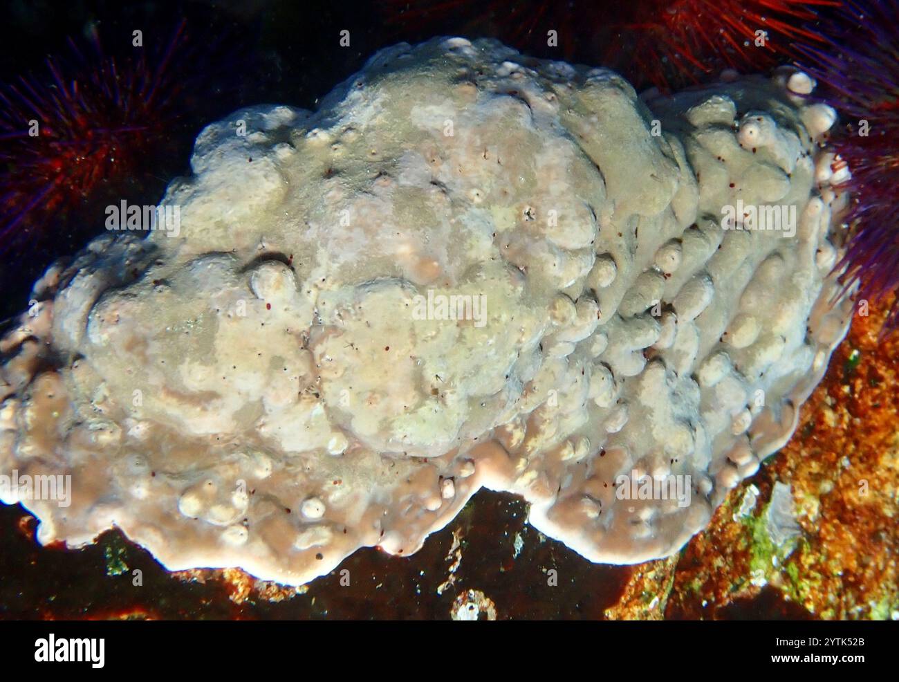 Crustose coralline algae (Lithothamnion Stock Photo - Alamy