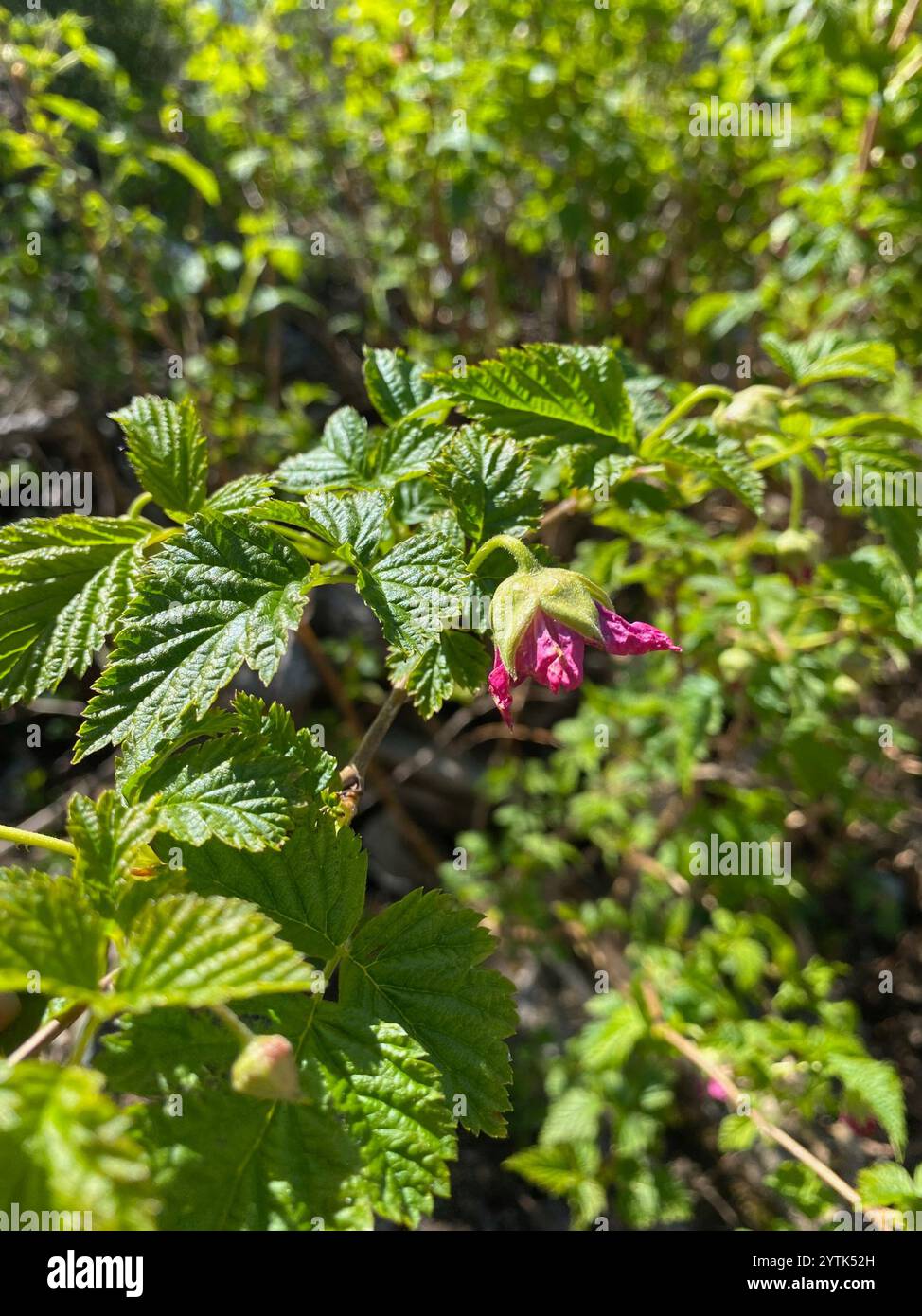 Salmonberry (Rubus spectabilis Stock Photo - Alamy