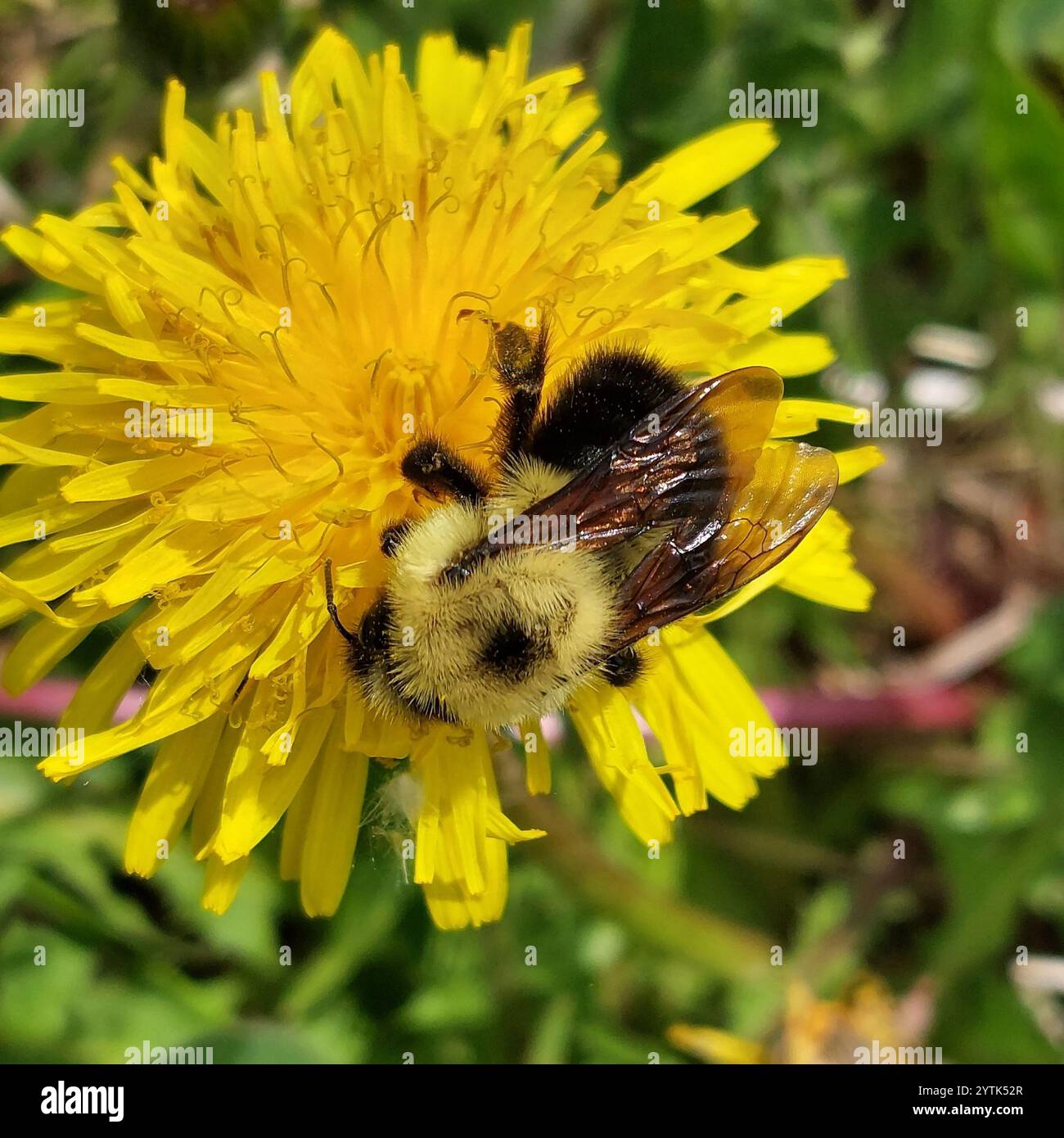 Two-spotted Bumble Bee (Bombus bimaculatus Stock Photo - Alamy