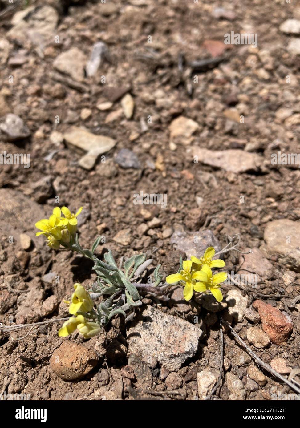 Mountain Bladderpod (Physaria montana Stock Photo - Alamy