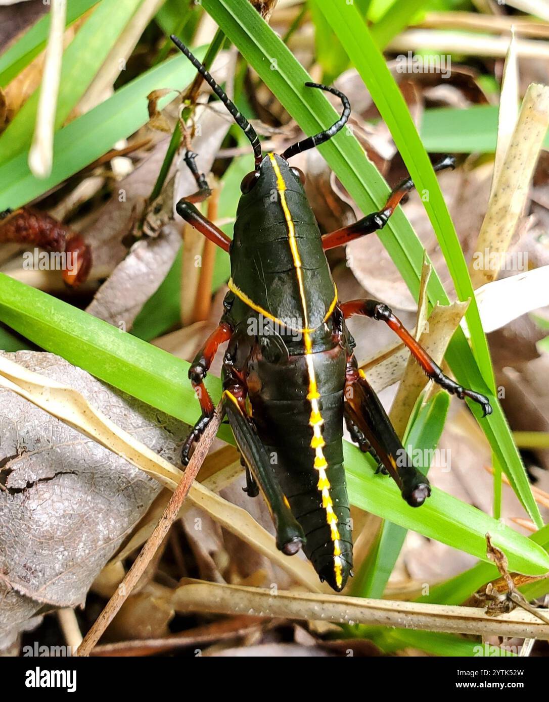 Eastern Lubber Grasshopper (Romalea microptera Stock Photo - Alamy