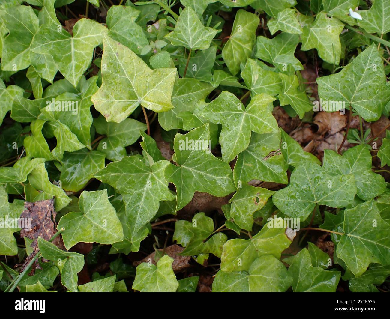 common ivy (Hedera helix Stock Photo - Alamy