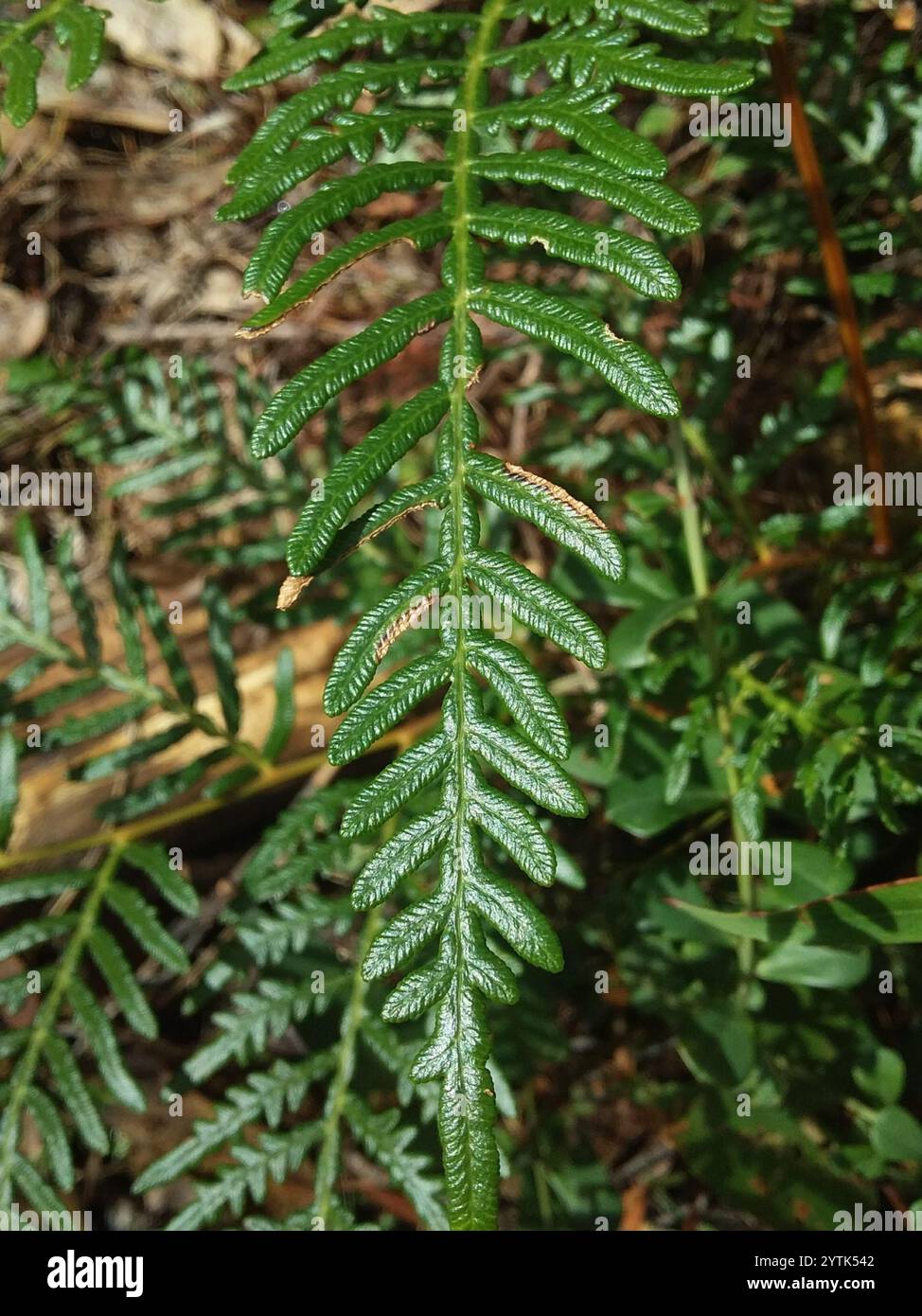 Austral Bracken (Pteridium esculentum Stock Photo - Alamy