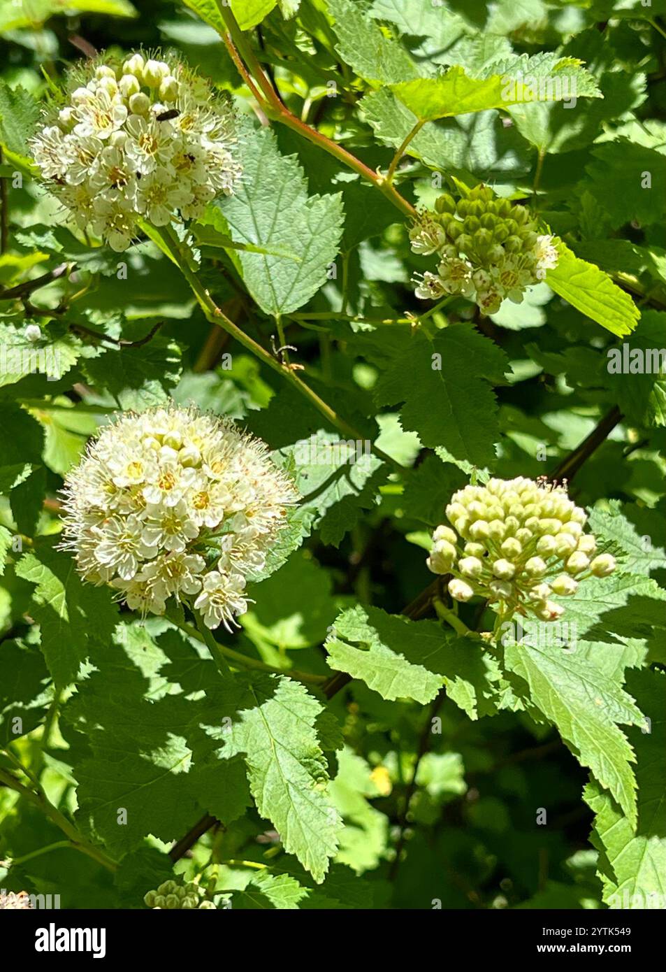 Pacific ninebark (Physocarpus capitatus Stock Photo - Alamy