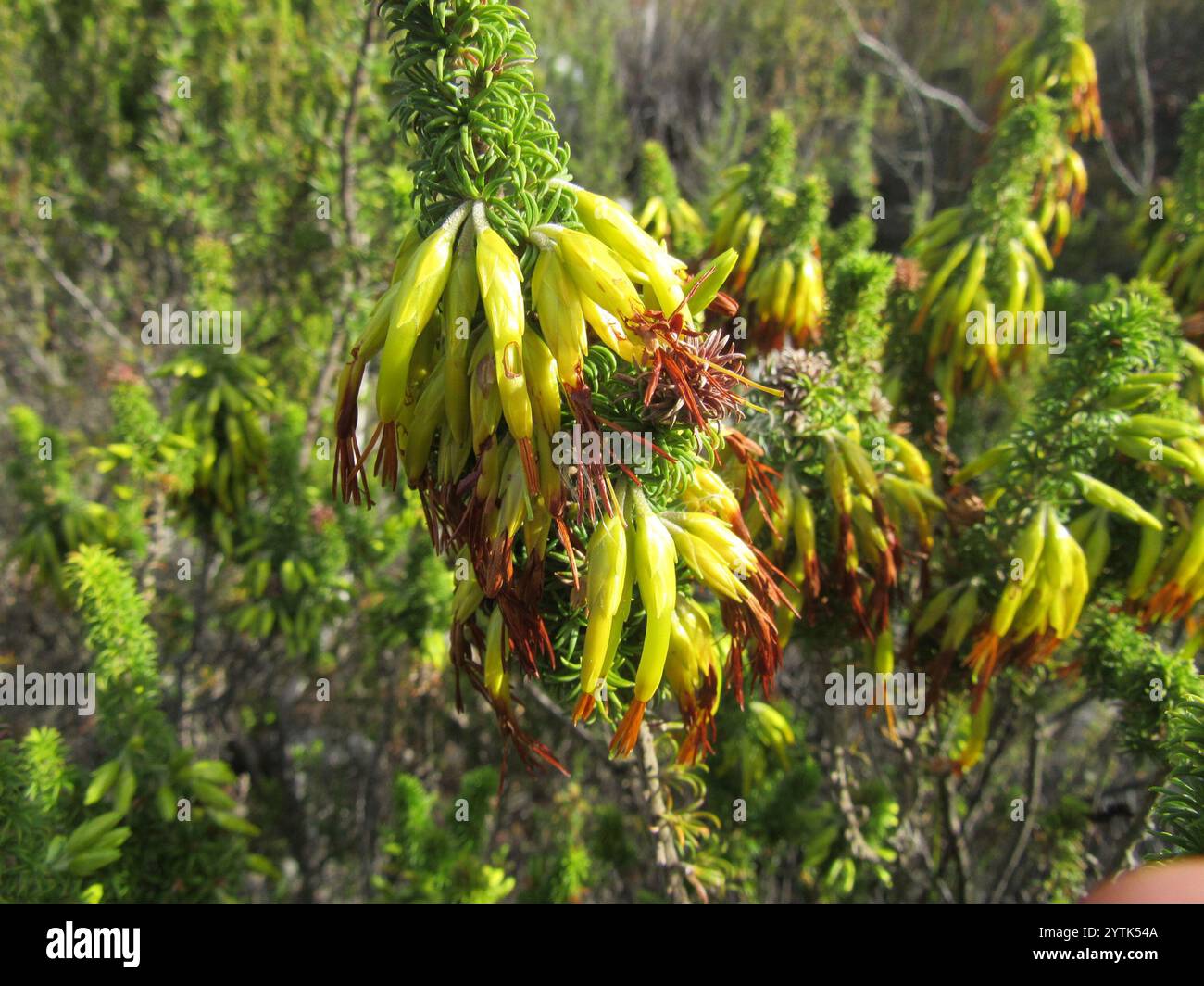 Erica coccinea coccinea hi-res stock photography and images - Alamy
