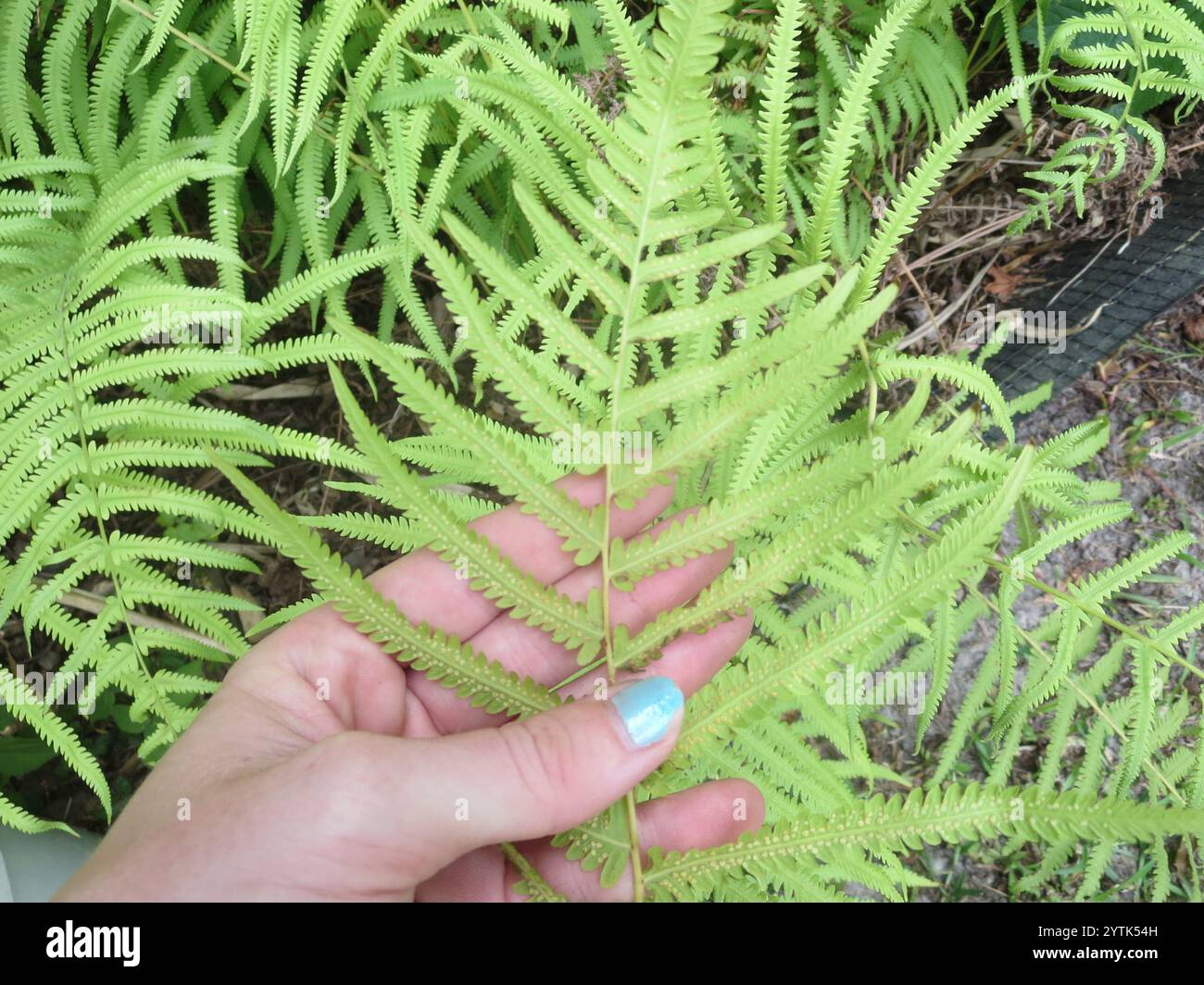 marsh fern (Thelypteris palustris Stock Photo - Alamy