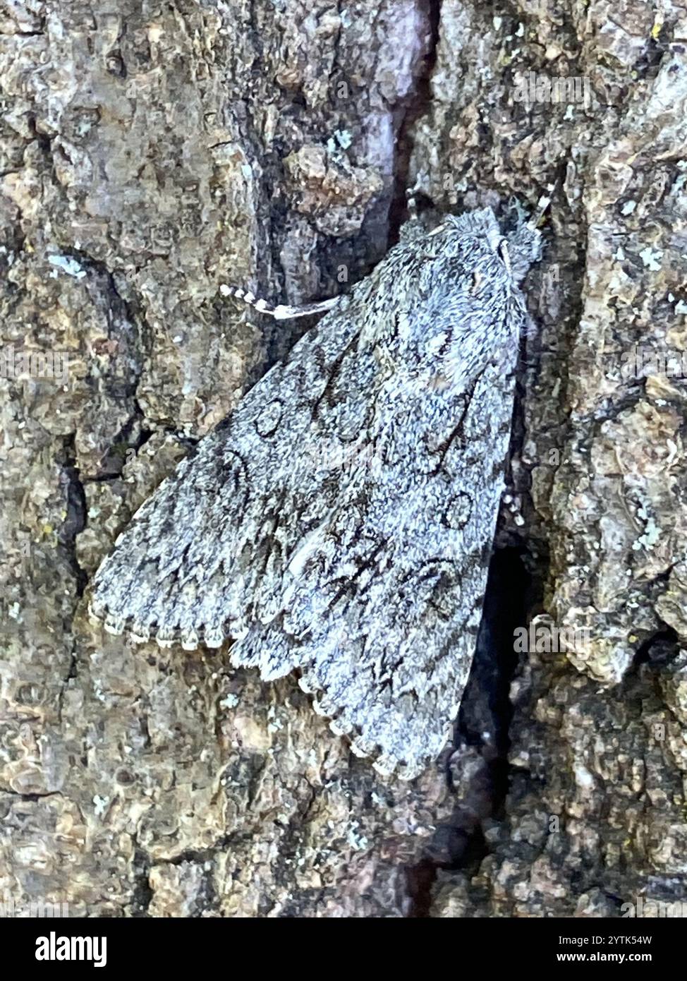 Sycamore Moth (Acronicta aceris Stock Photo - Alamy