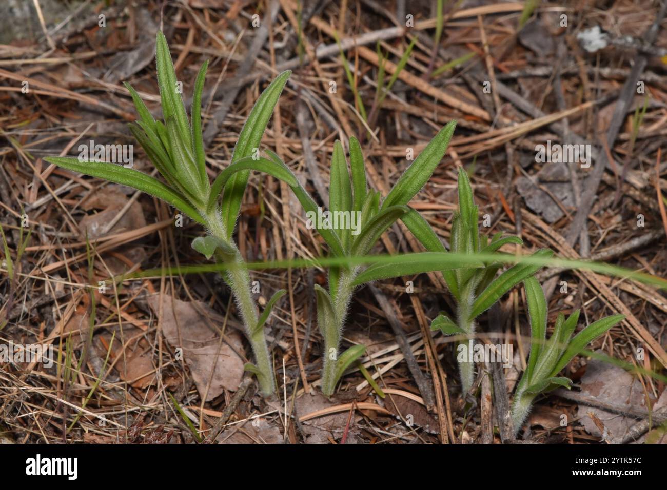 western stoneseed (Lithospermum ruderale Stock Photo - Alamy