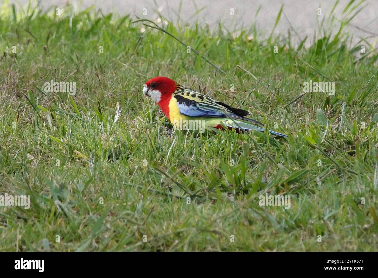 Southeast Eastern Rosella (Platycercus eximius eximius Stock Photo - Alamy