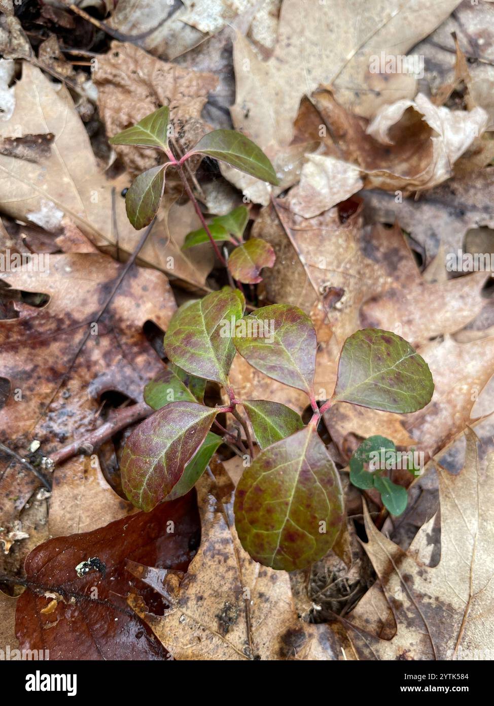 Eastern Teaberry (Gaultheria procumbens Stock Photo - Alamy