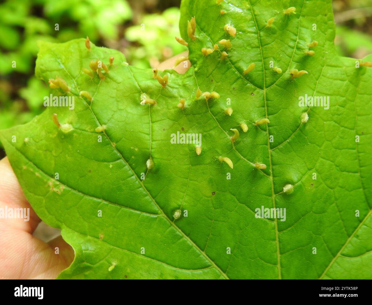 Spindle gall hi-res stock photography and images - Alamy