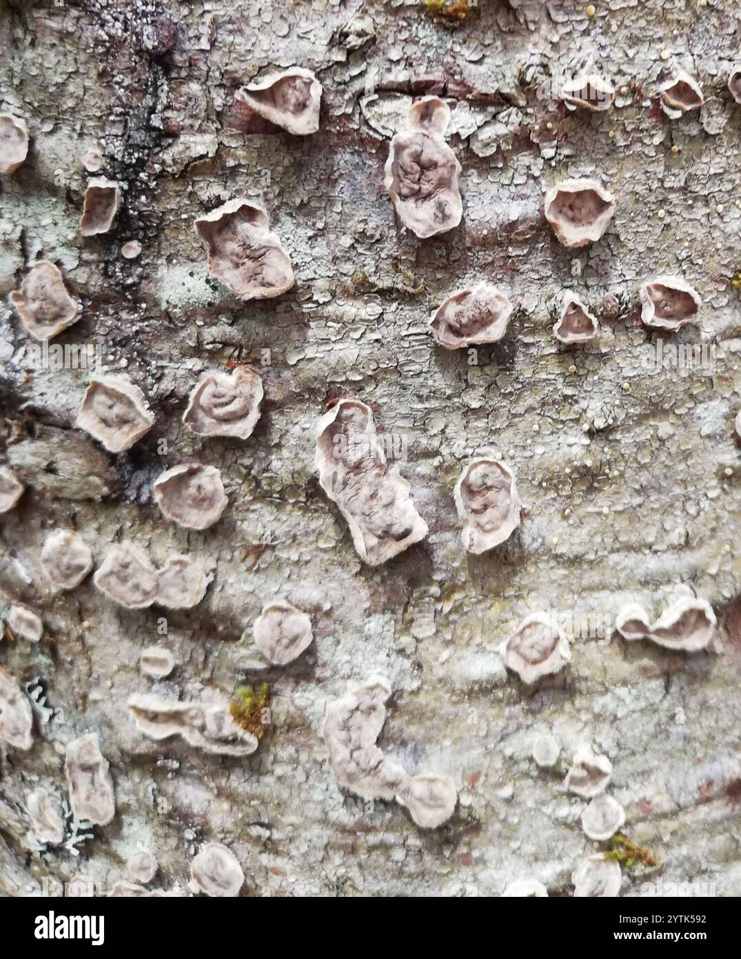 Smooth Patch Disease (Aleurodiscus oakesii Stock Photo - Alamy