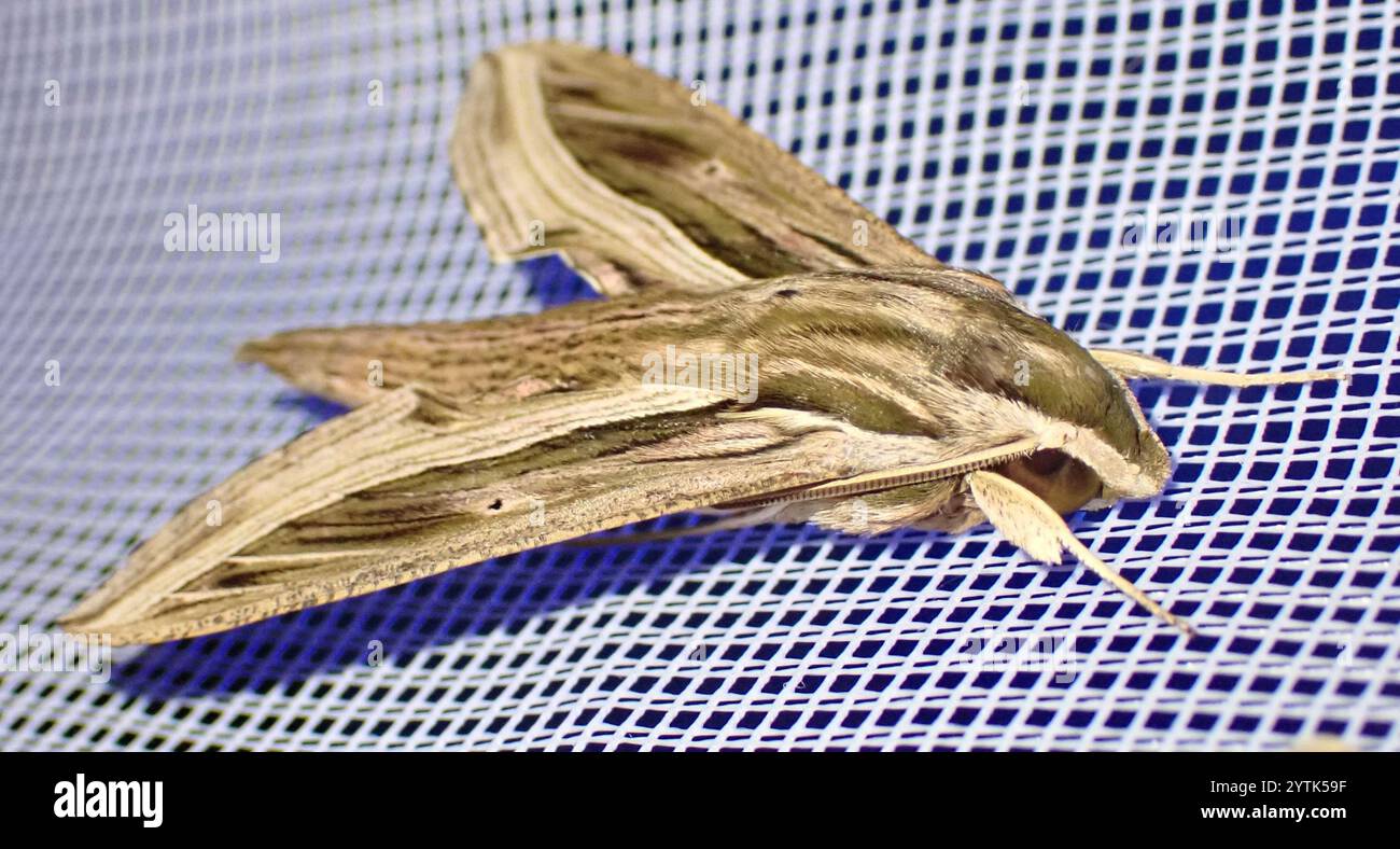 Vine Hawkmoth (Hippotion celerio Stock Photo - Alamy