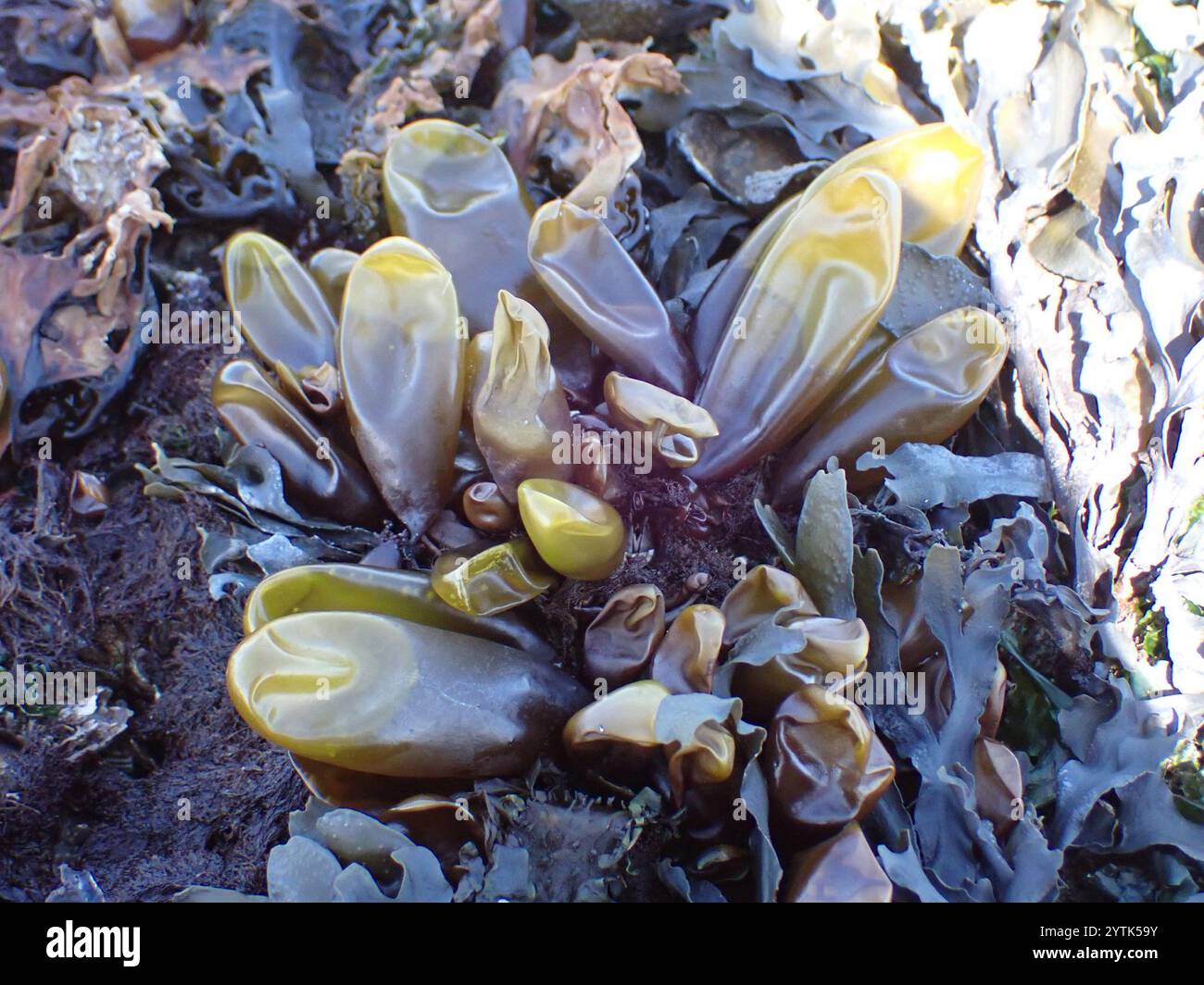 Sea Sacks (Halosaccion glandiforme Stock Photo - Alamy