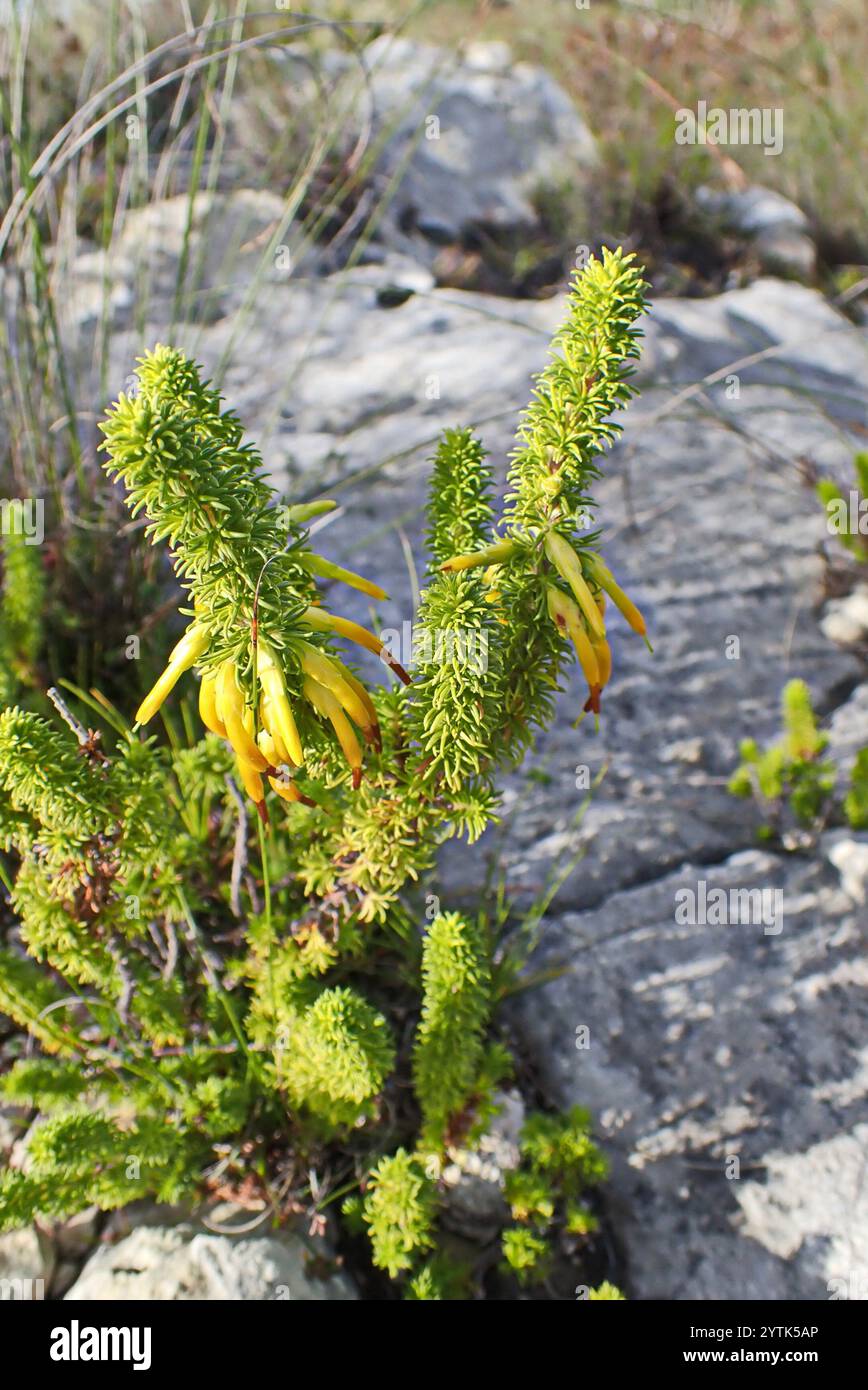 Red Heath (Erica coccinea Stock Photo - Alamy
