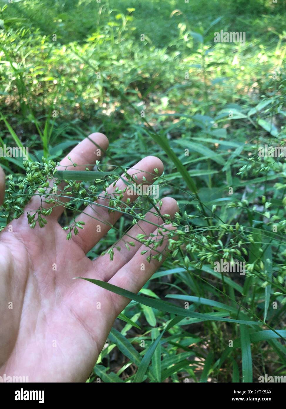 Clustered Fescue (Festuca paradoxa Stock Photo - Alamy