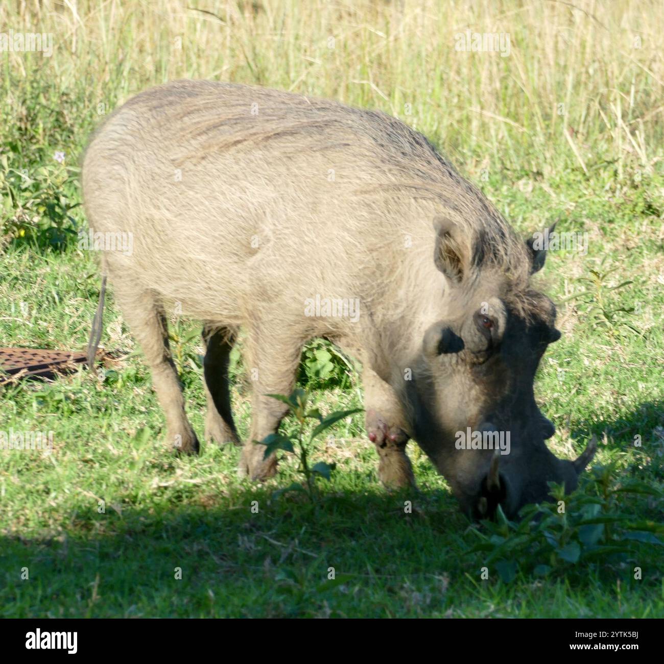 Southern Warthog (Phacochoerus africanus sundevallii Stock Photo - Alamy