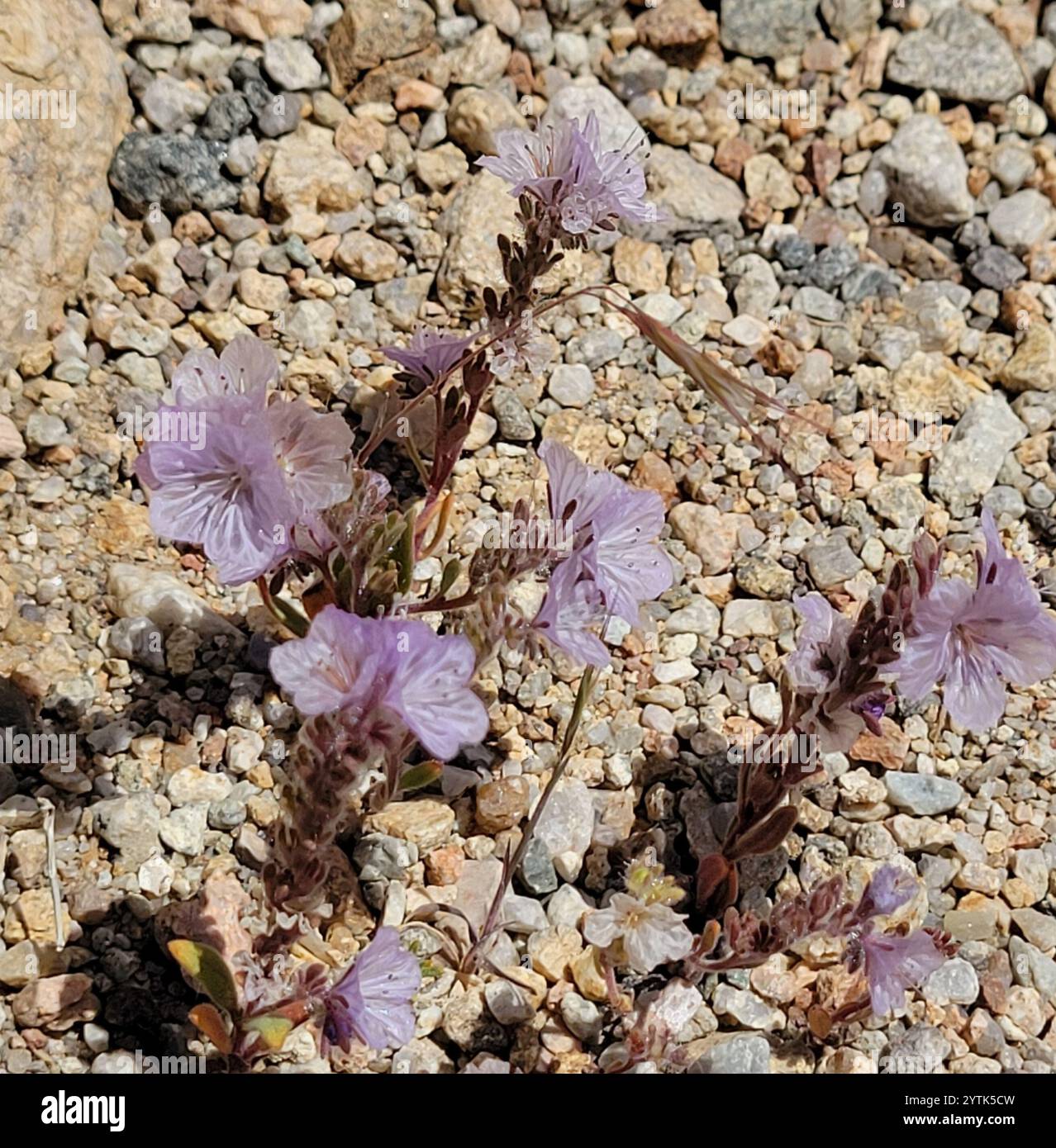 Transverse Range Phacelia (Phacelia exilis Stock Photo - Alamy