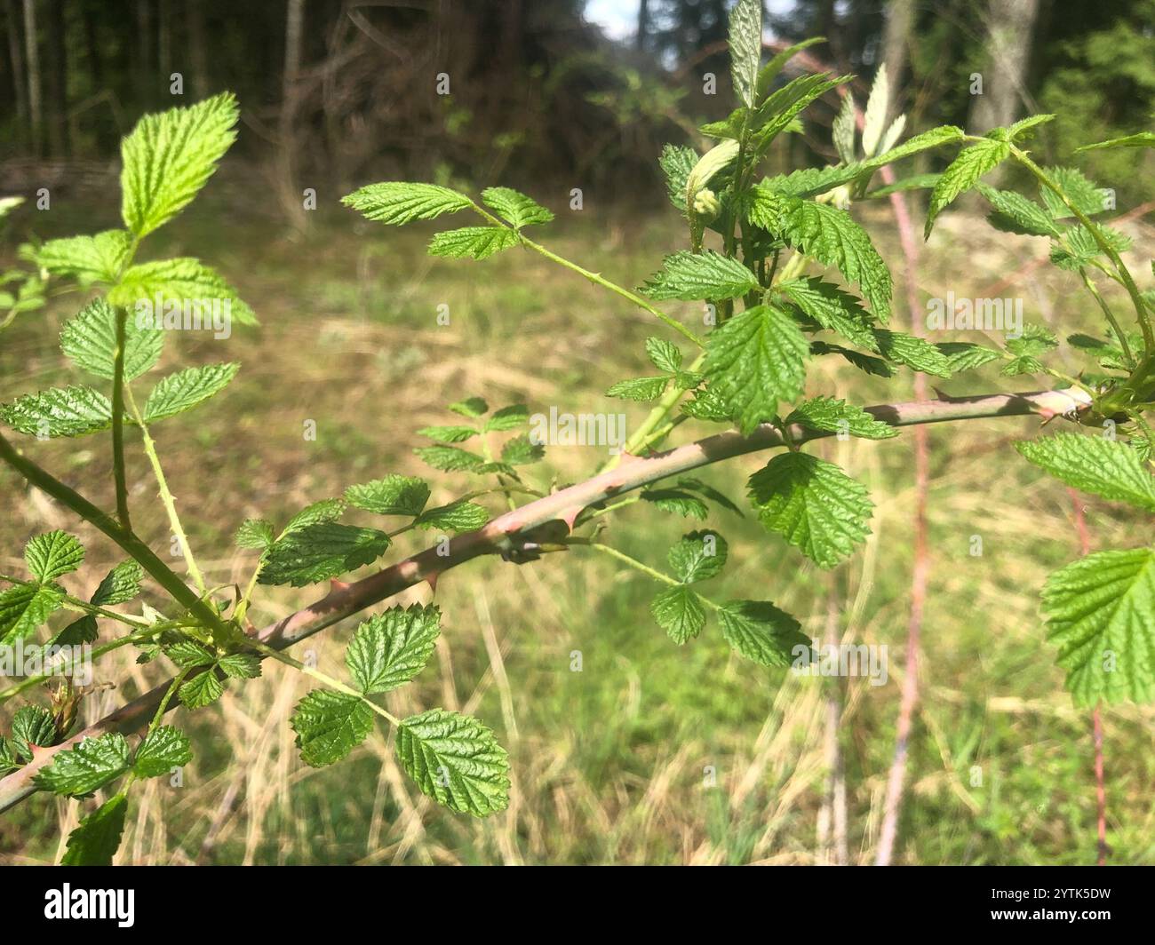 whitebark raspberry (Rubus leucodermis Stock Photo - Alamy