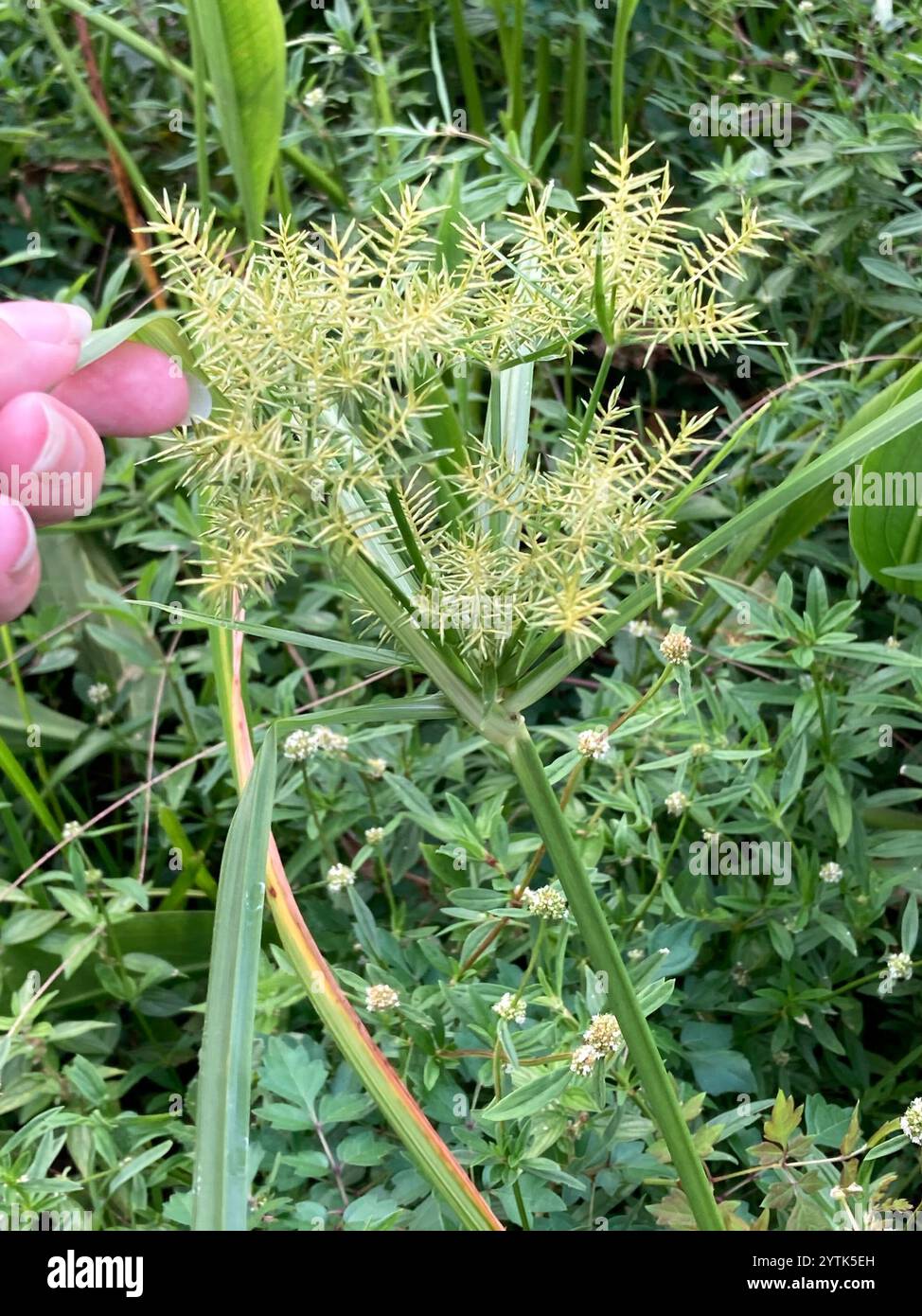 Fragrant flatsedge (Cyperus odoratus Stock Photo - Alamy