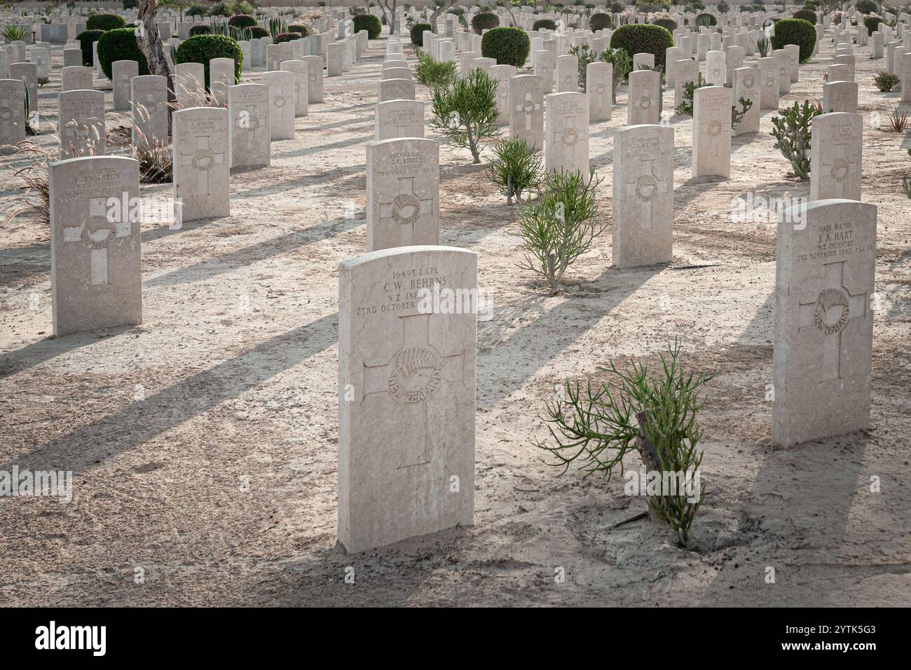 Close-up view of gravestones at El Alamein War Cemetery, featuring New ...
