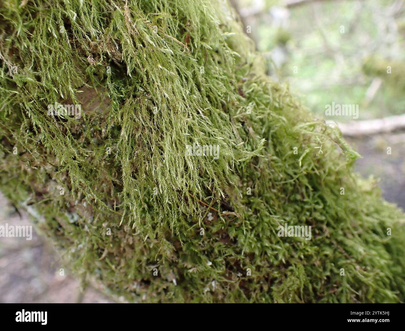 Cat's Tail Moss (Pseudisothecium stoloniferum Stock Photo - Alamy