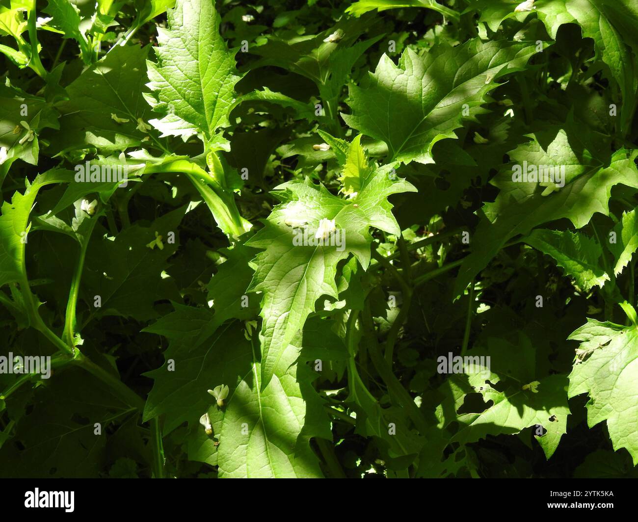 cup plant (Silphium perfoliatum Stock Photo - Alamy