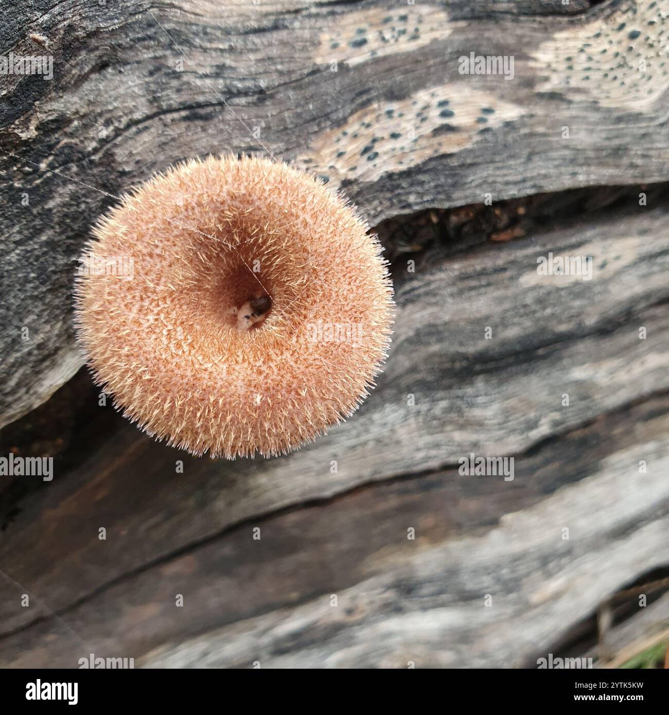 Hairy Trumpet (Panus fasciatus Stock Photo - Alamy