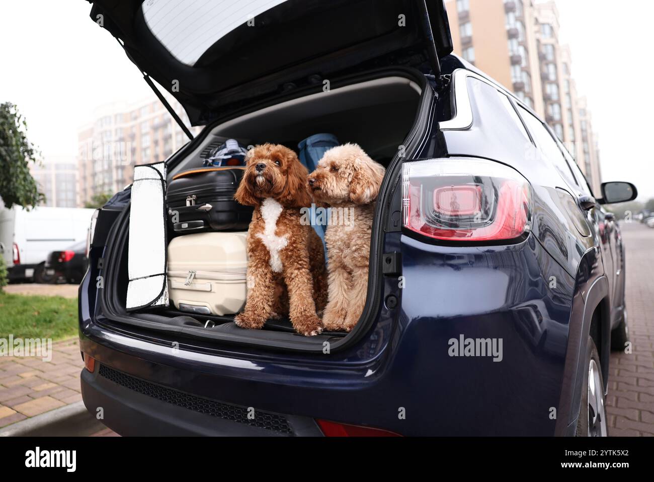 Cute fluffy dogs with suitcase and other stuff in car trunk Stock Photo ...