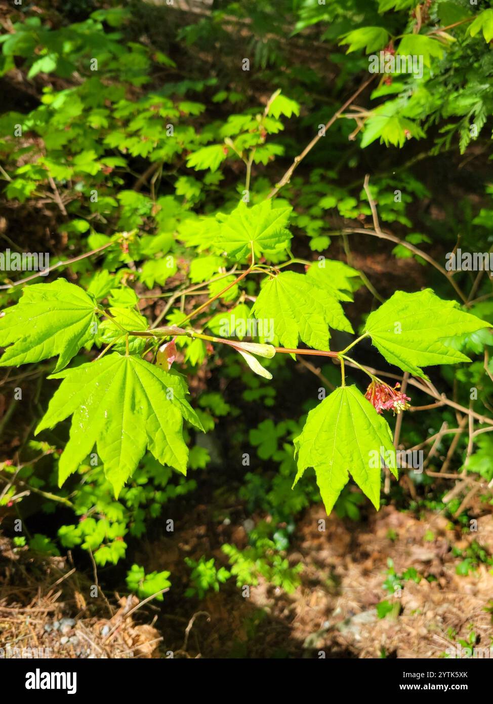 Vine Maple (Acer circinatum Stock Photo - Alamy