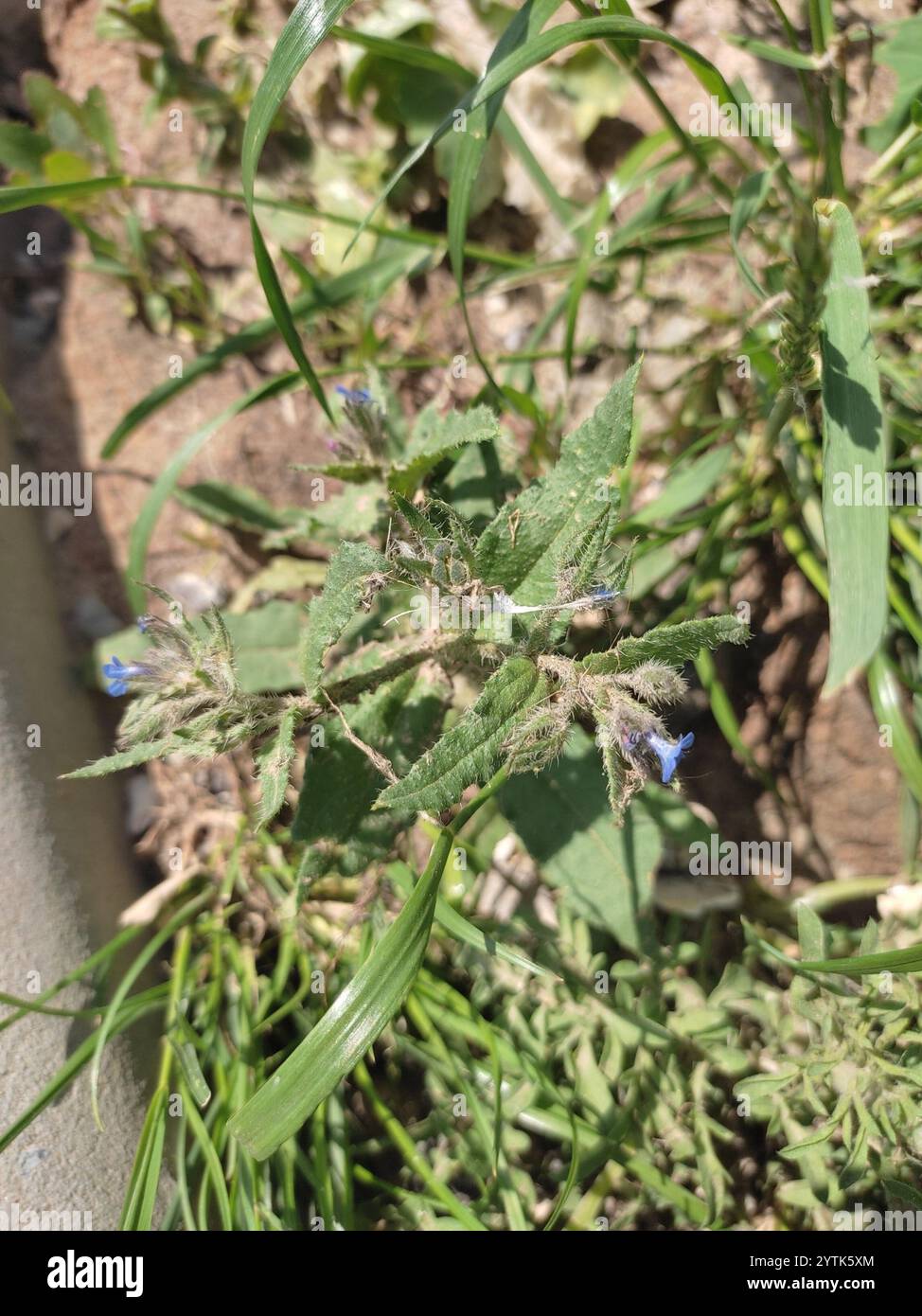 small bugloss (Anchusa arvensis Stock Photo - Alamy