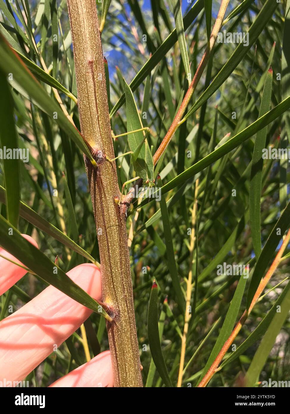 Australian Common Garden Katydid (Caedicia simplex Stock Photo - Alamy