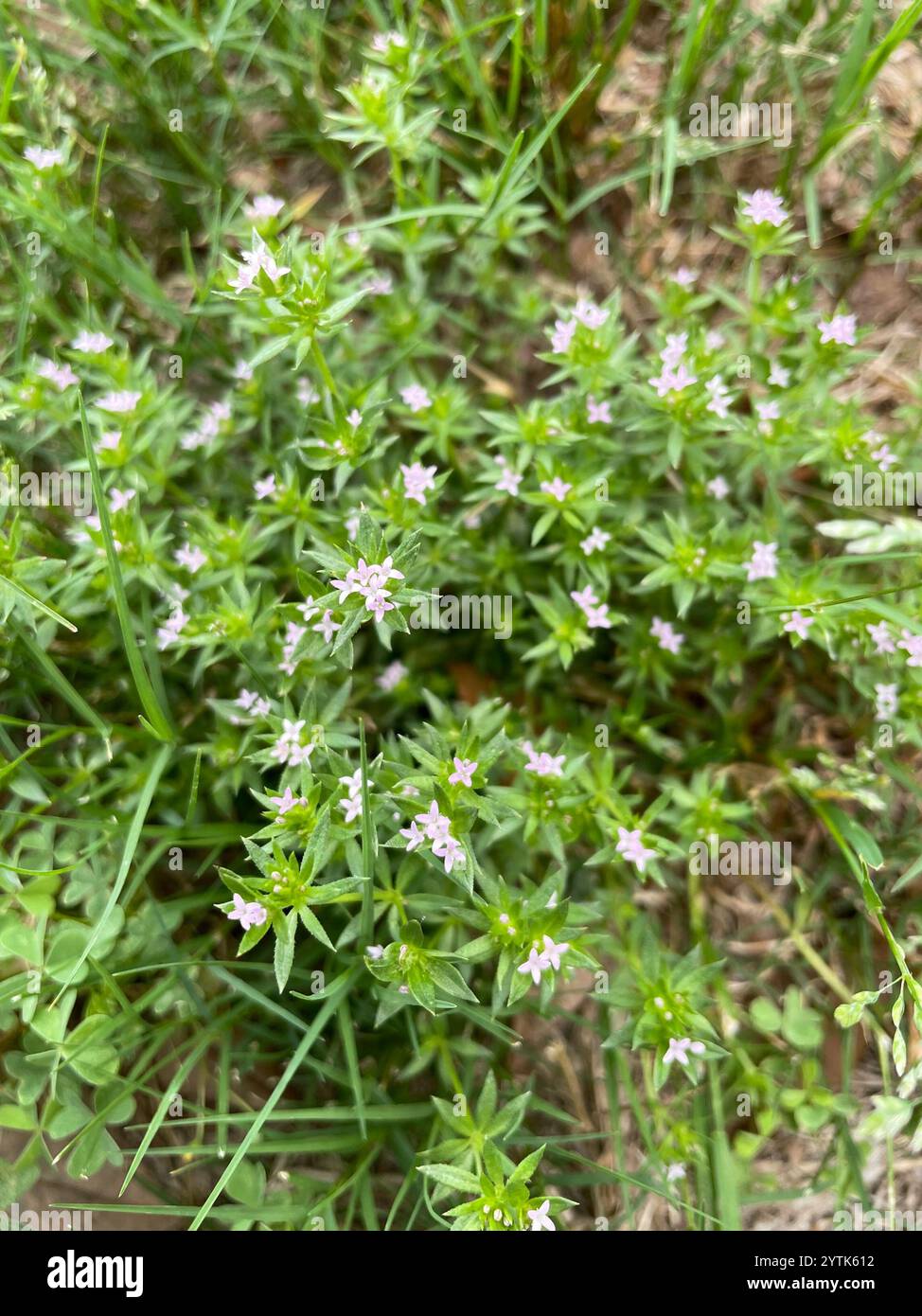 Field madder (Sherardia arvensis Stock Photo - Alamy