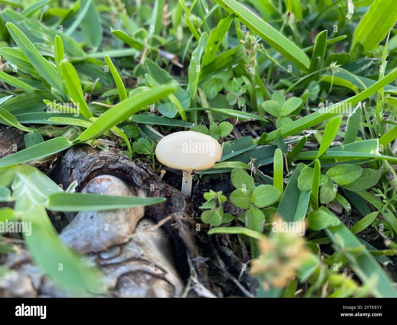 Milky conecap conocybe apala hi-res stock photography and images - Alamy