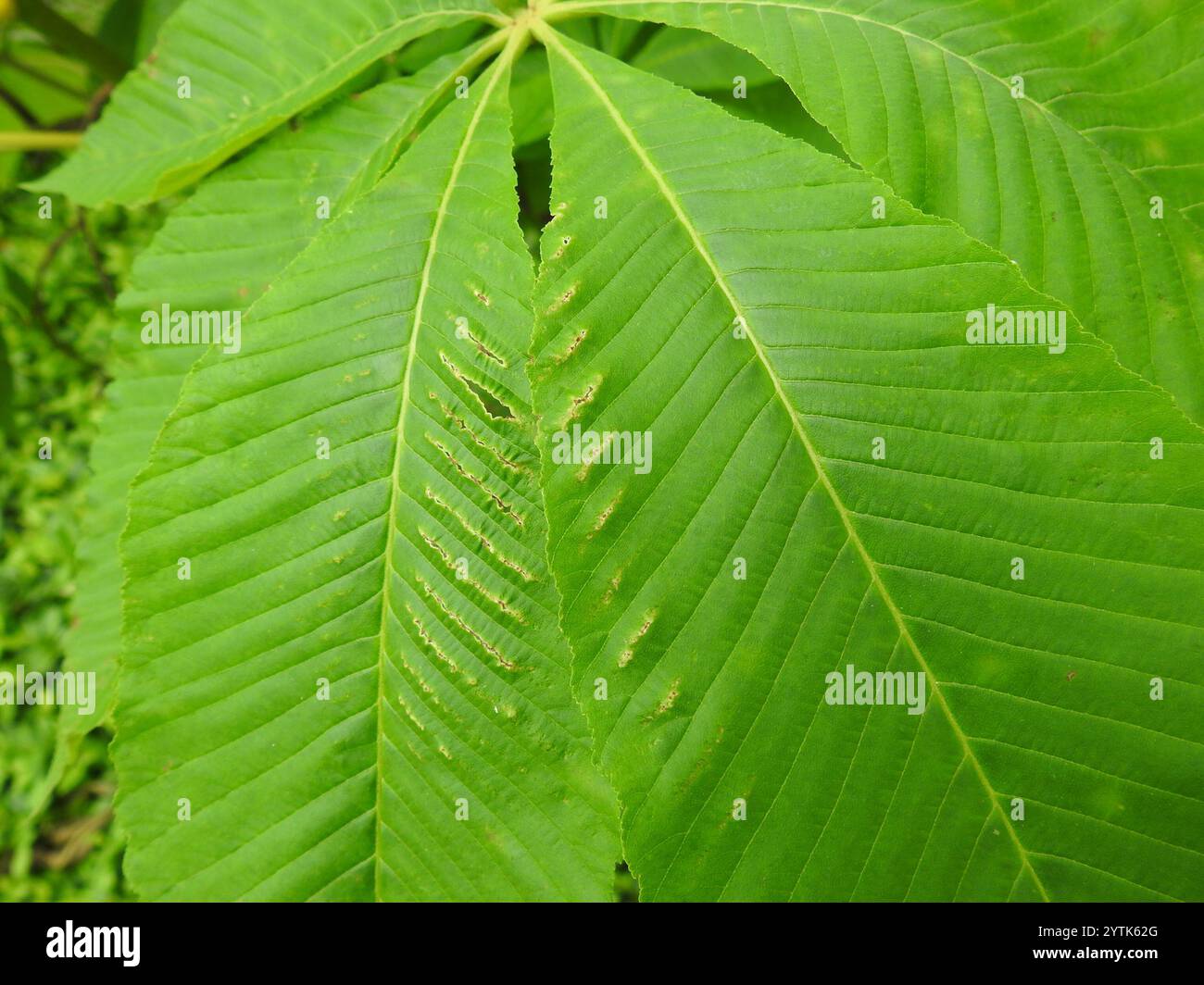 Gall and Rust Mites (Eriophyidae Stock Photo - Alamy