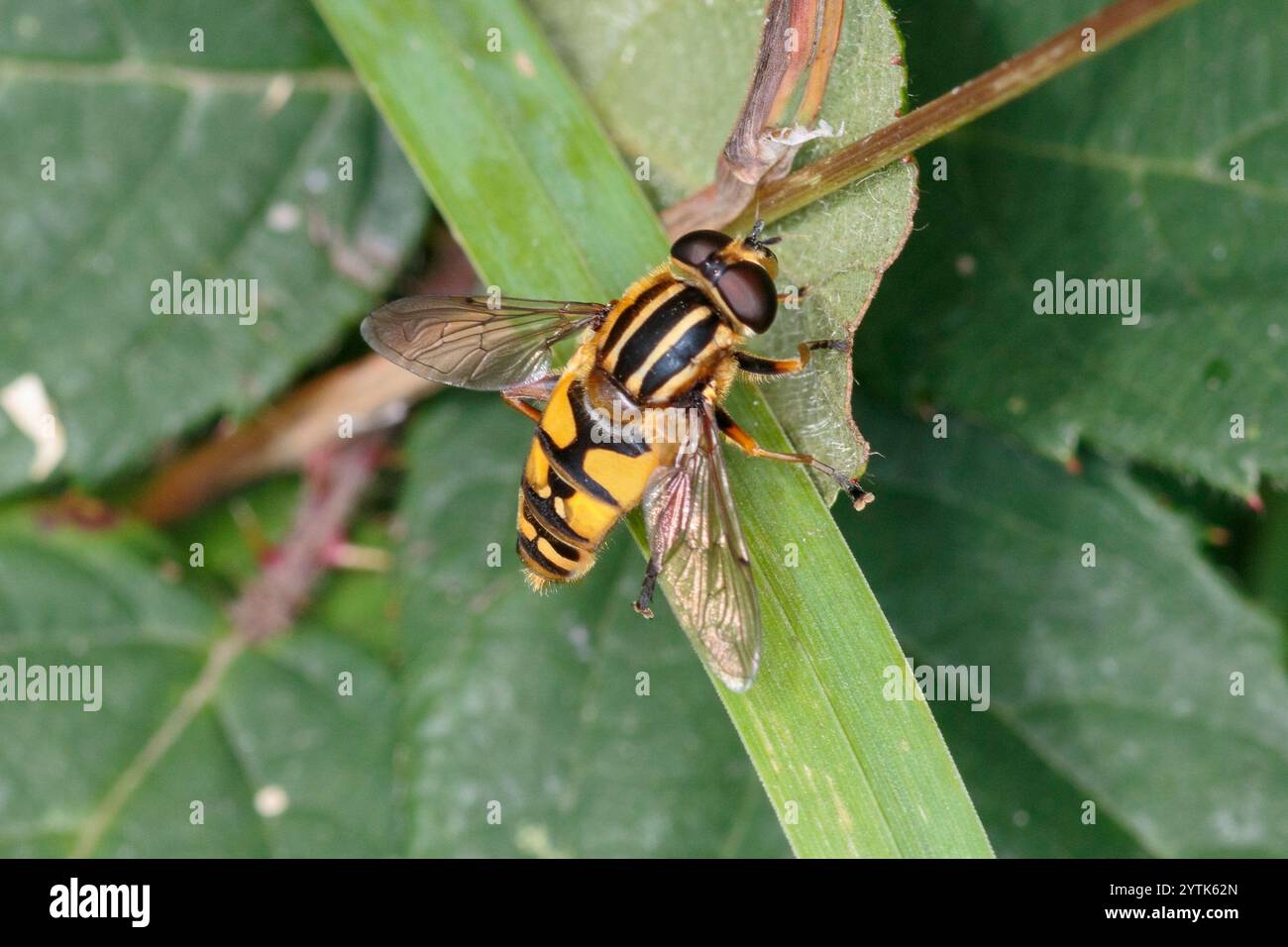 Sun Fly (Helophilus pendulus Stock Photo - Alamy