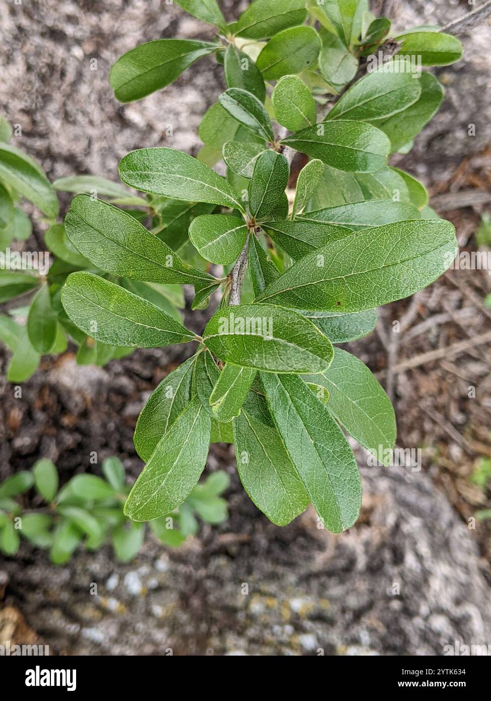 Gum bumelia (Sideroxylon lanuginosum Stock Photo - Alamy