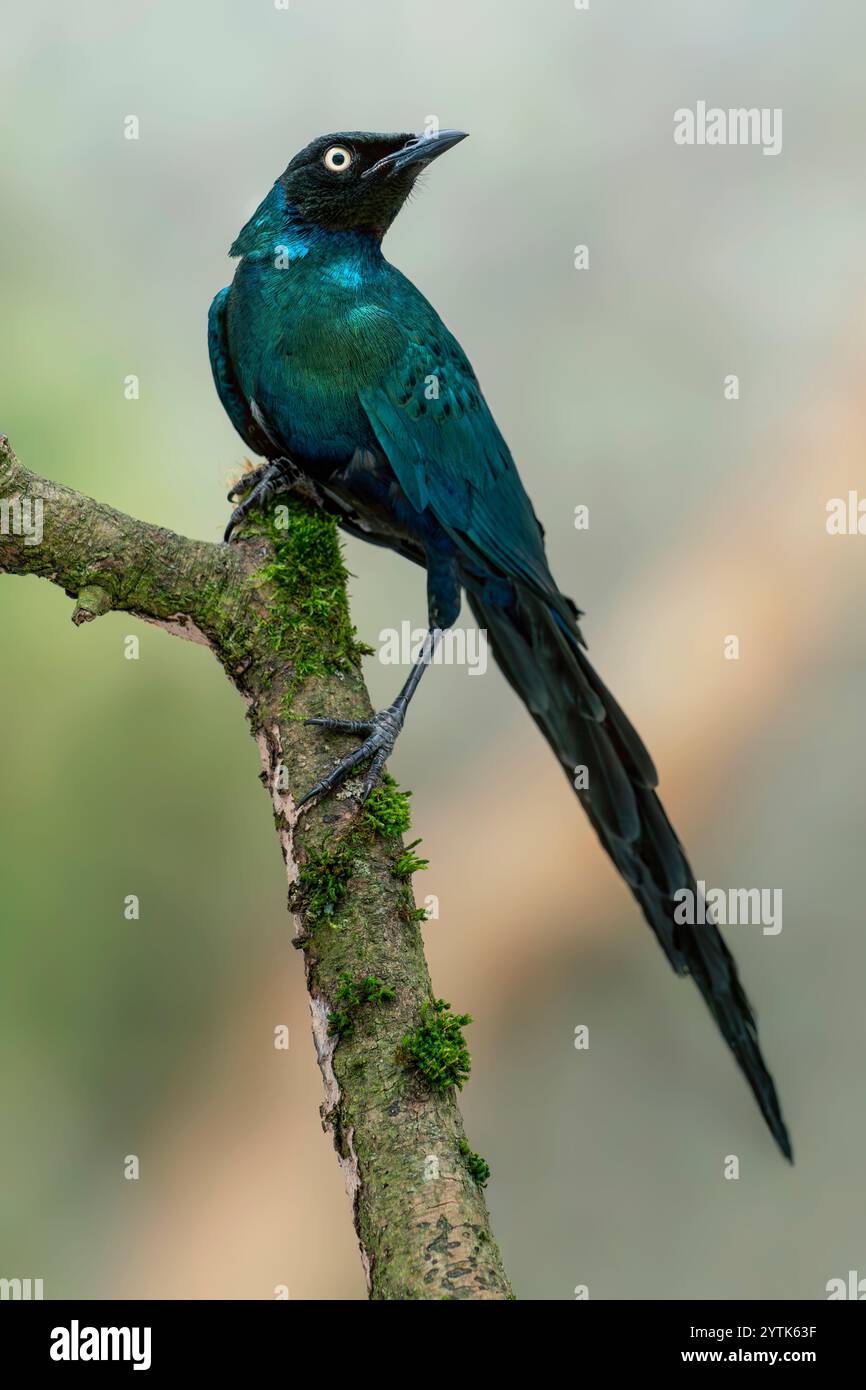 Groene long hi-res stock photography and images - Alamy