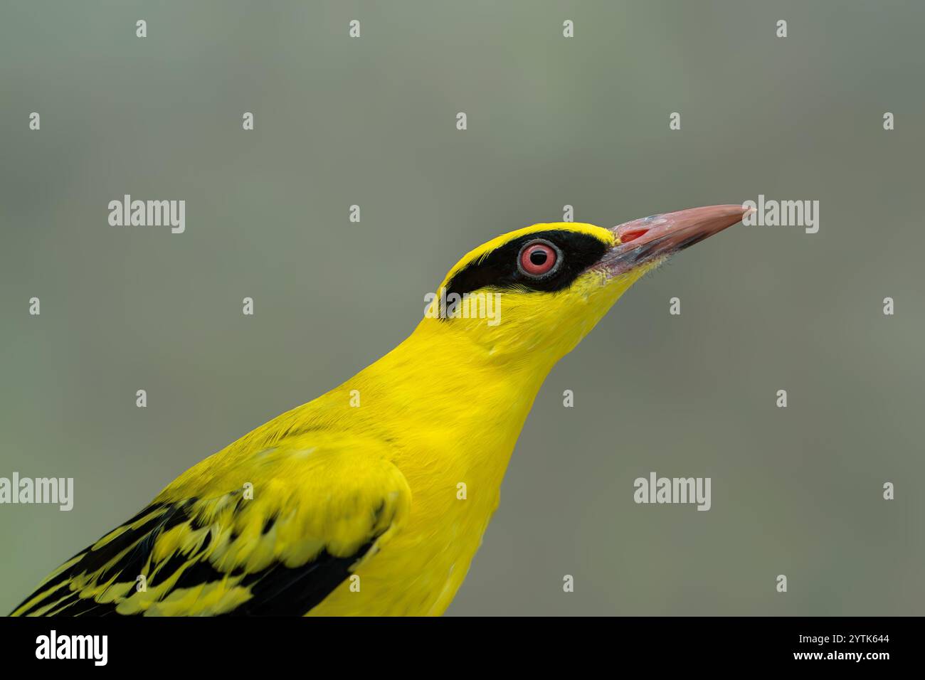 African golden oriole or African oriole Oriolus auratus Stock Photo - Alamy