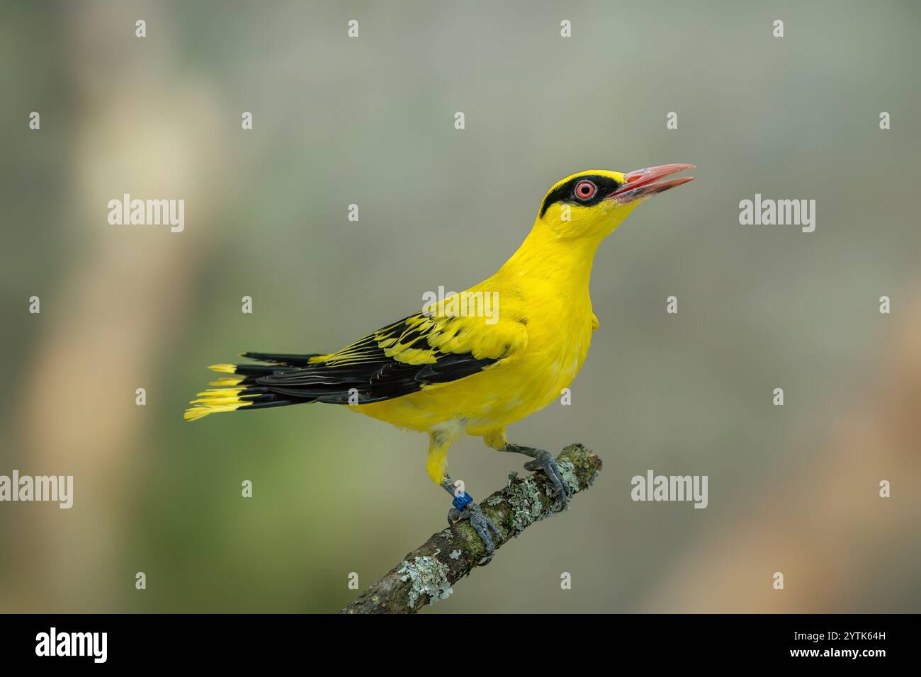 African golden oriole or African oriole Oriolus auratus Stock Photo - Alamy
