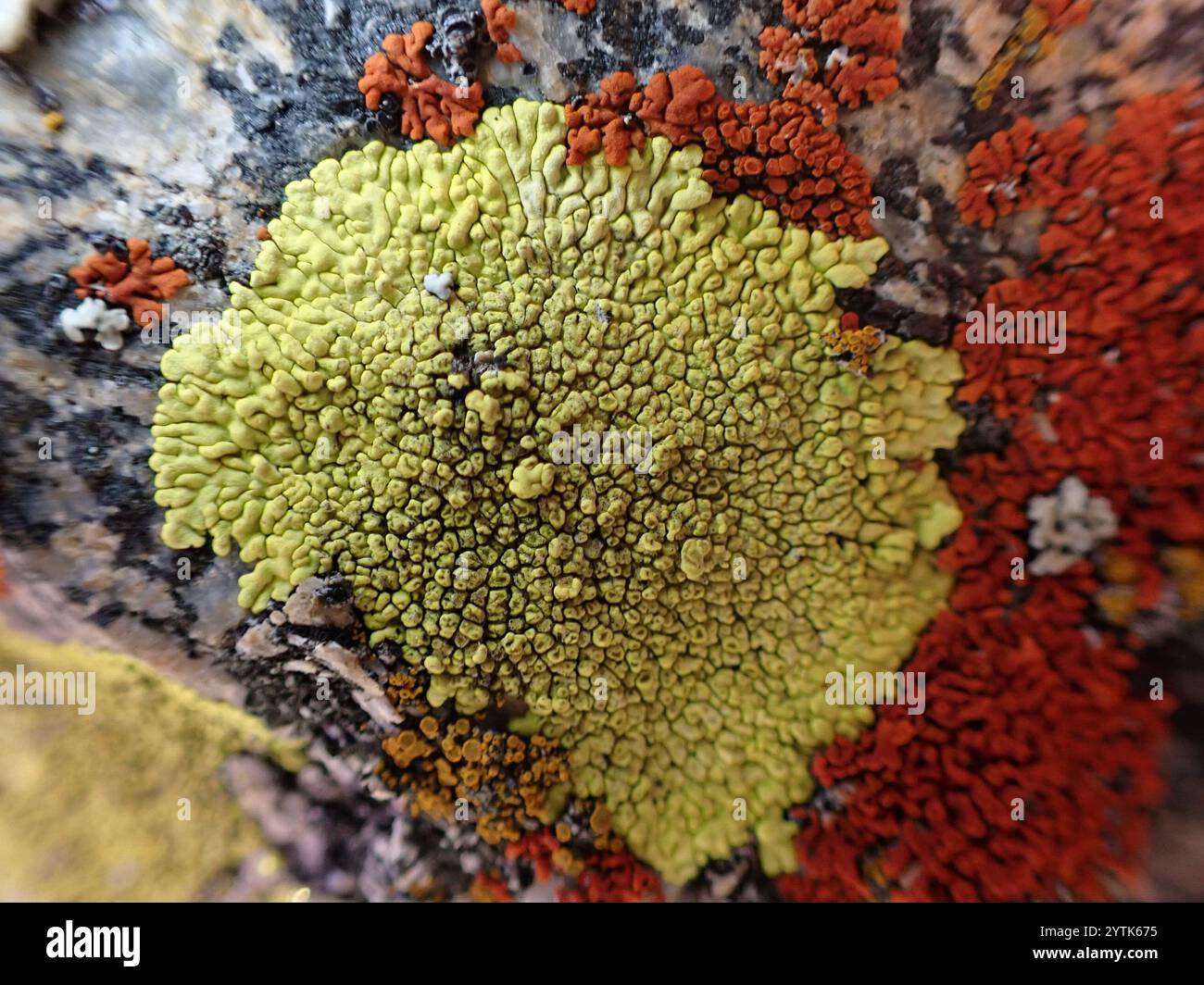 Gold Cobblestone Lichens (Pleopsidium Stock Photo - Alamy