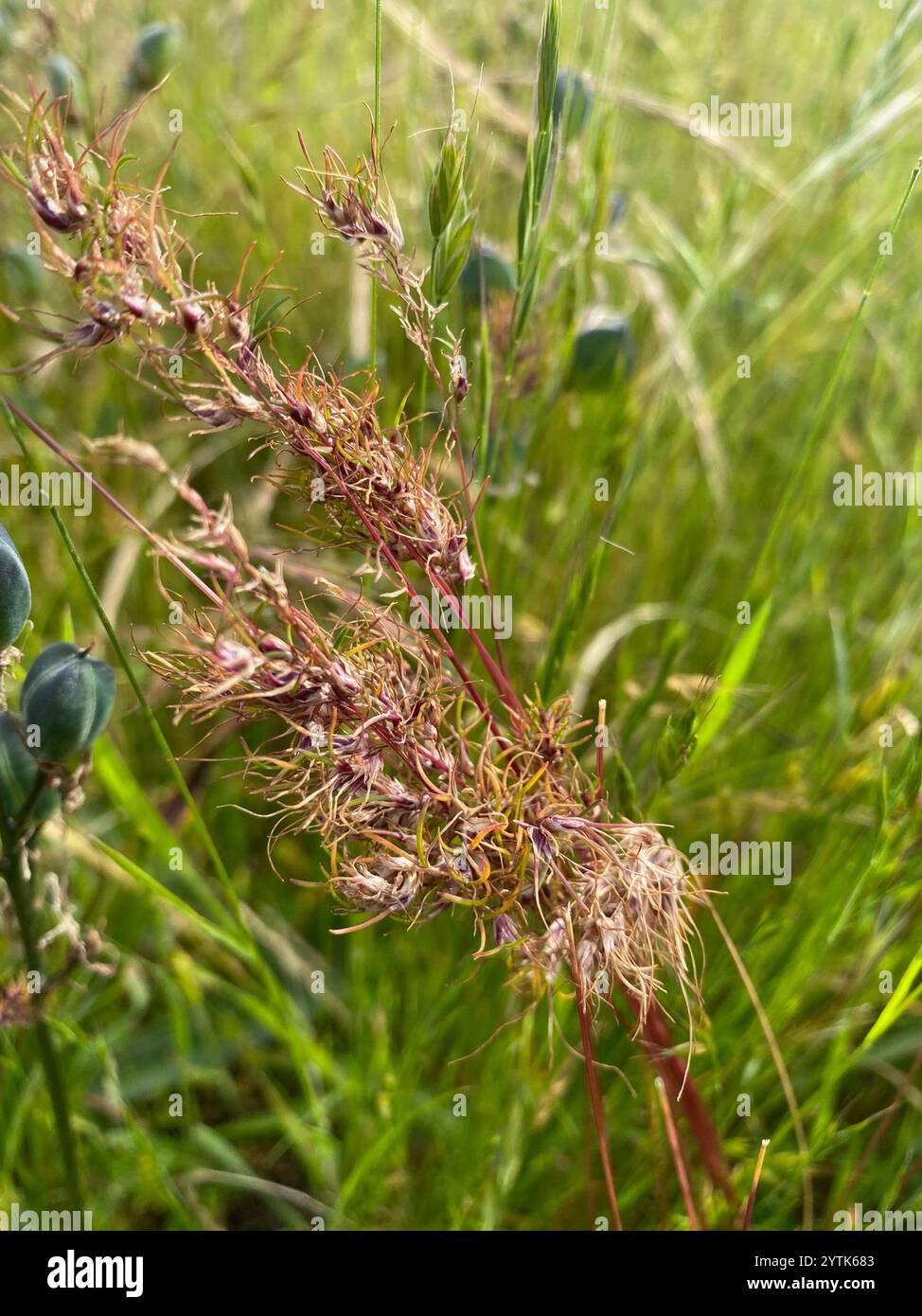 Bulbous Bluegrass (Poa bulbosa Stock Photo - Alamy